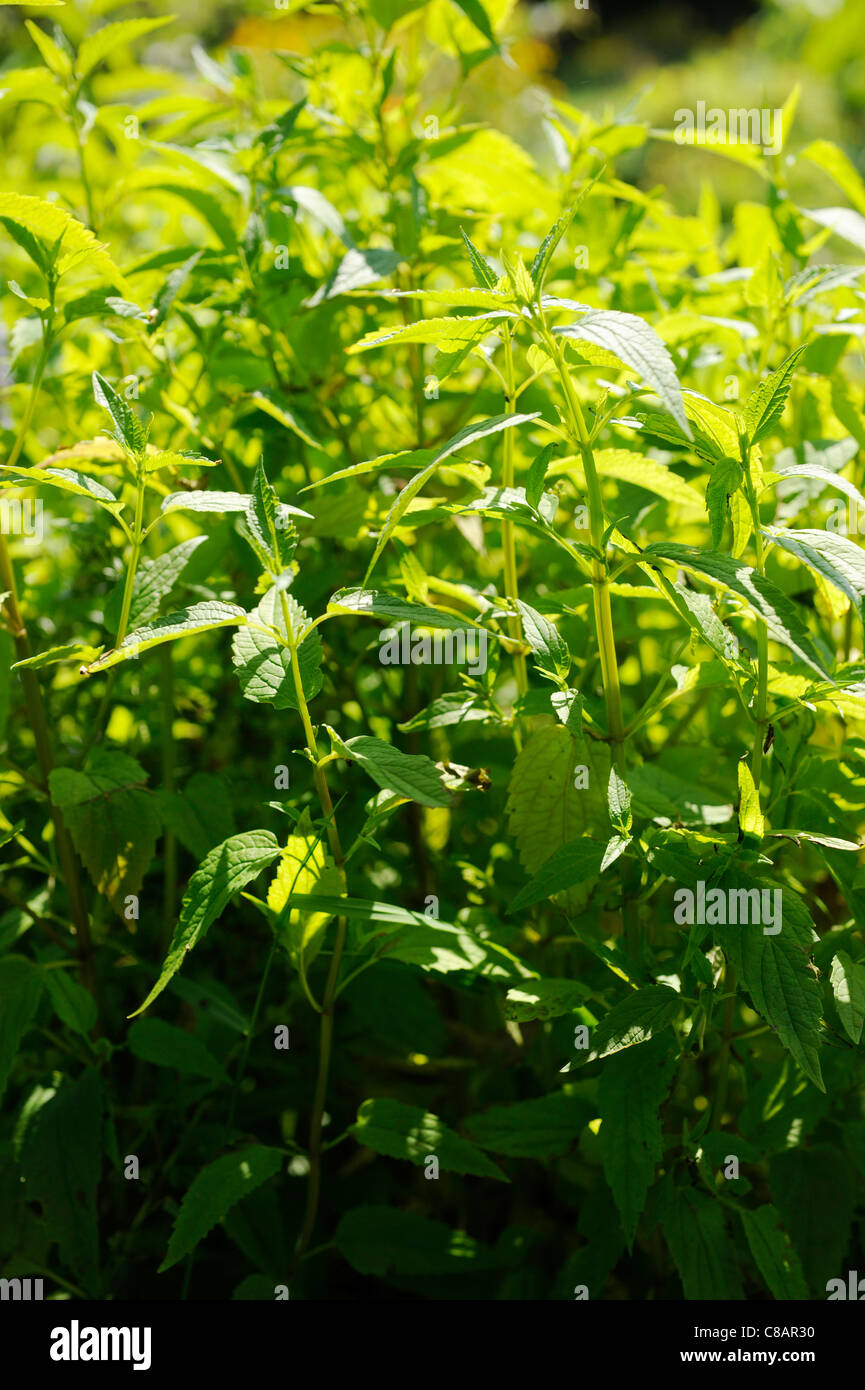 Peppermint growing in the vegetable garden Stock Photo - Alamy