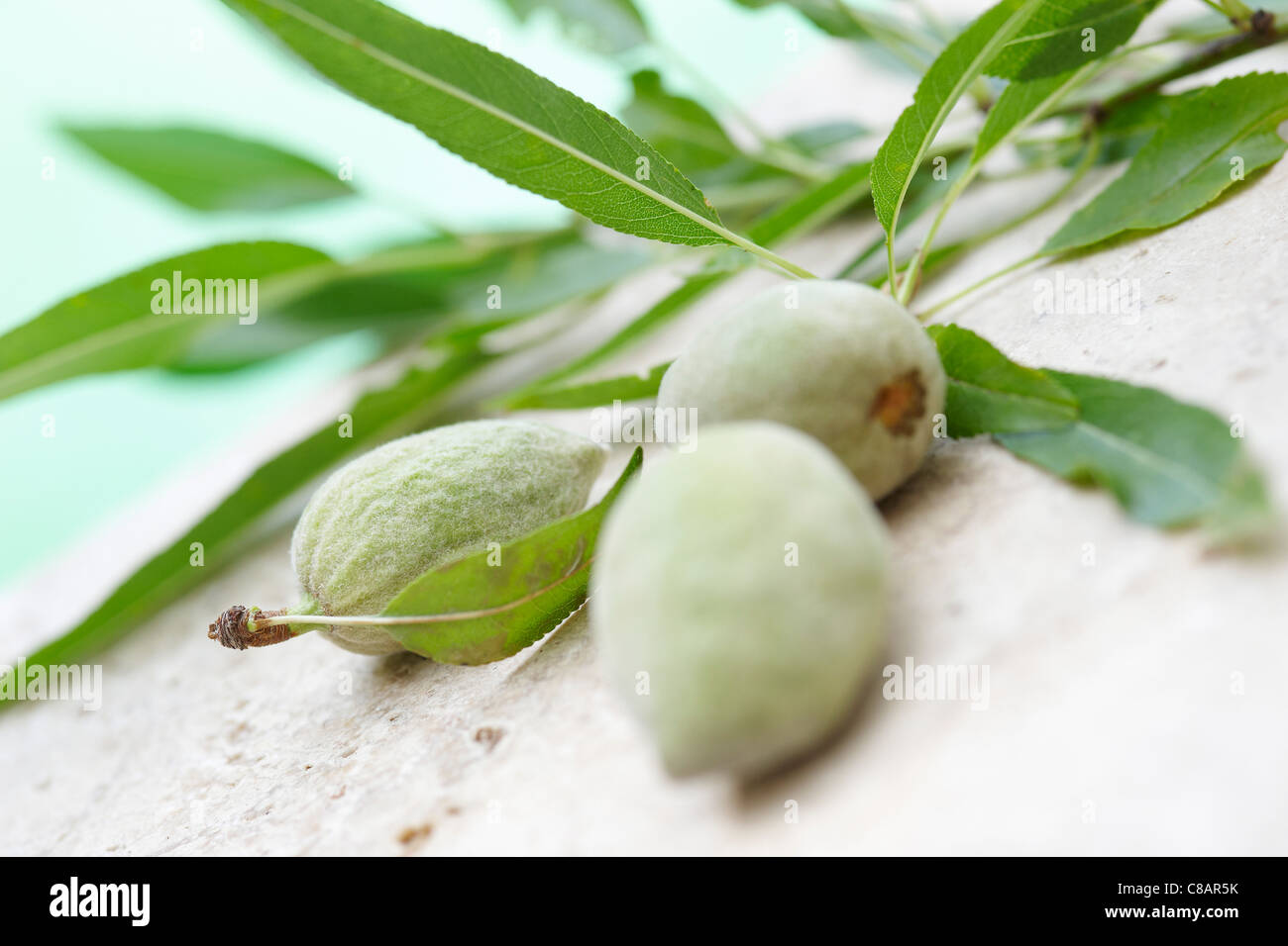 Fresh almonds in their shells Stock Photo - Alamy