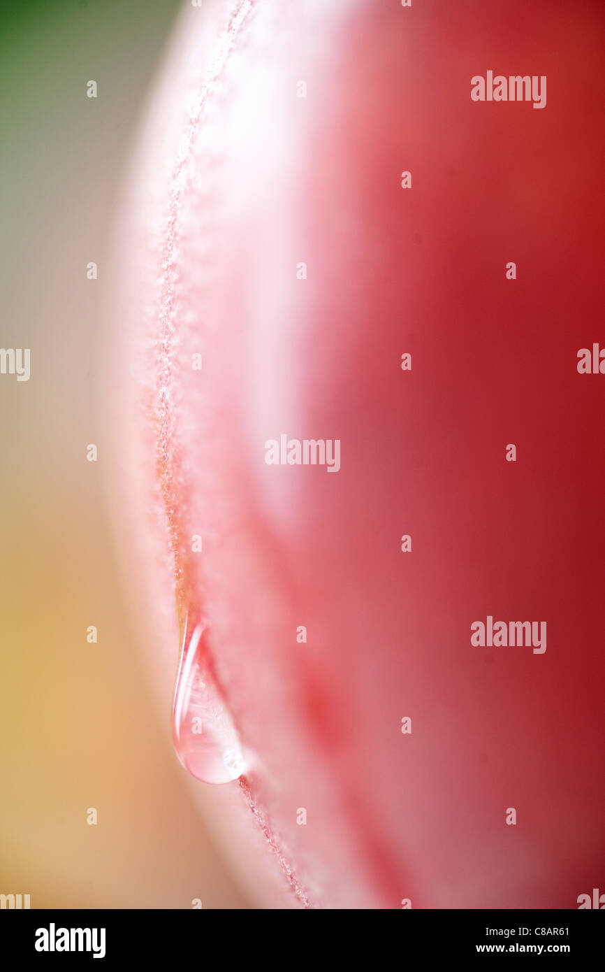 Peach with water drop hi-res stock photography and images - Alamy