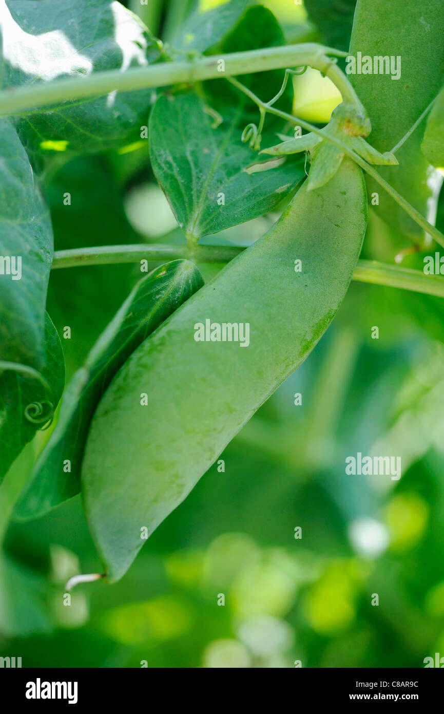 Pea pods on the plant Stock Photo - Alamy