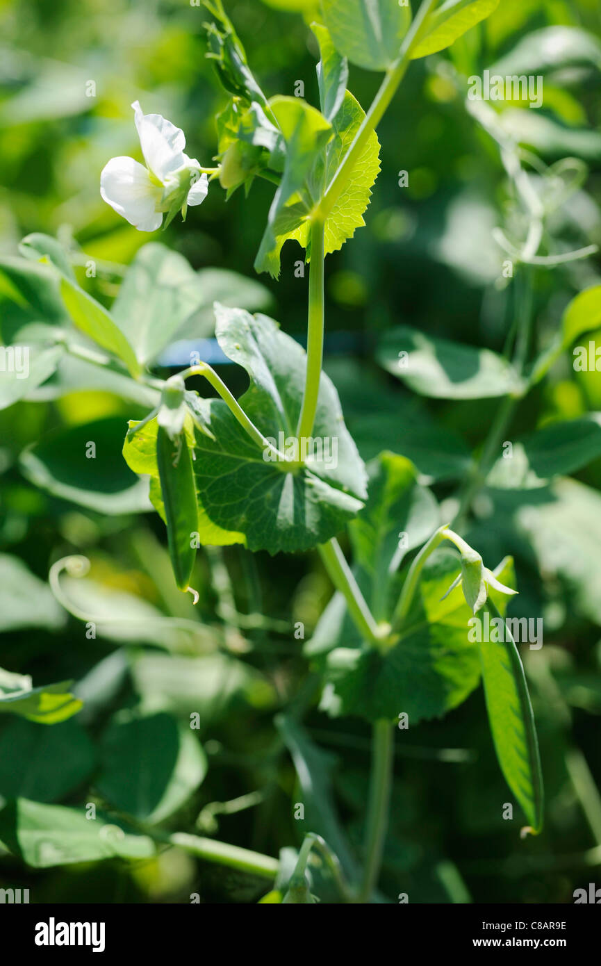 Pea plant hi-res stock photography and images - Alamy