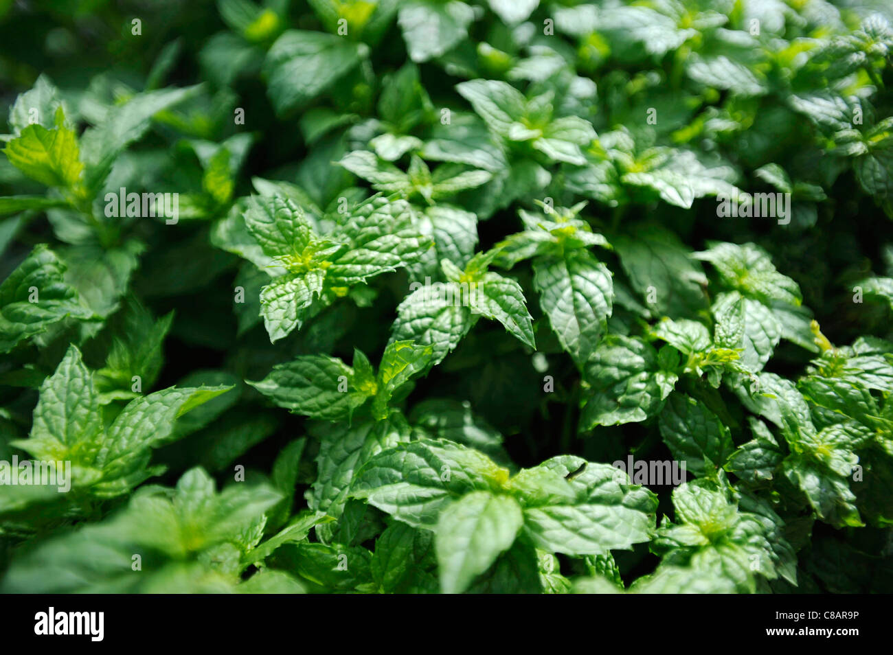Mint plant hi-res stock photography and images - Alamy