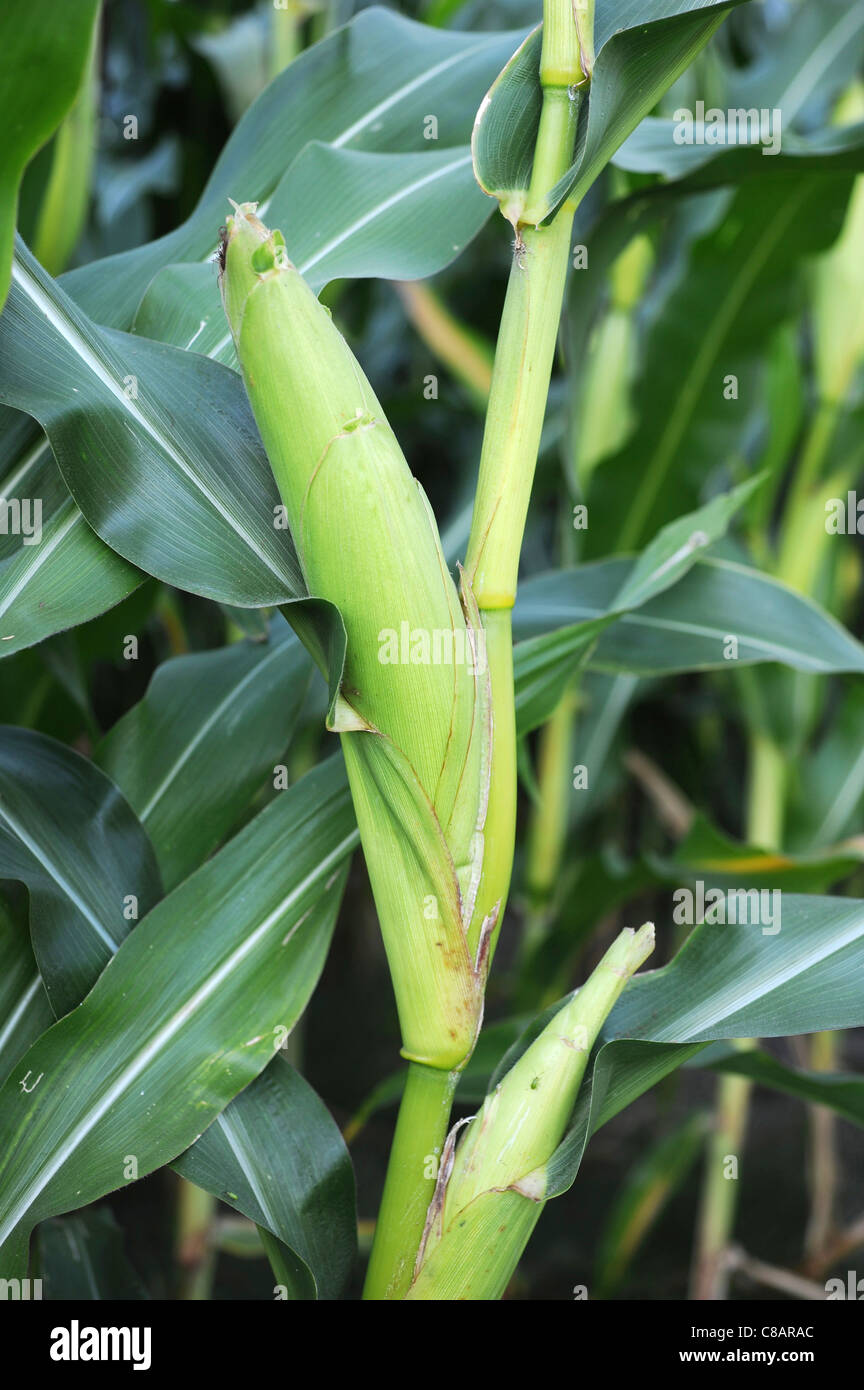 Corn plant hi-res stock photography and images - Alamy