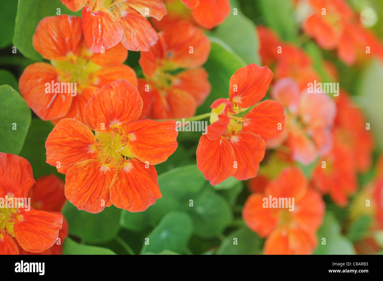 Nasturtiums High Resolution Stock Photography and Images - Alamy