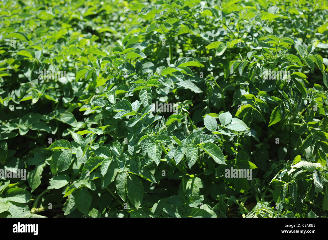 Plants growing in the vegetable garden Stock Photo - Alamy