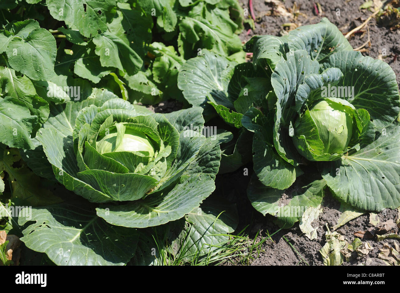 Green cabbage growing in the vegetable garden Stock Photo - Alamy