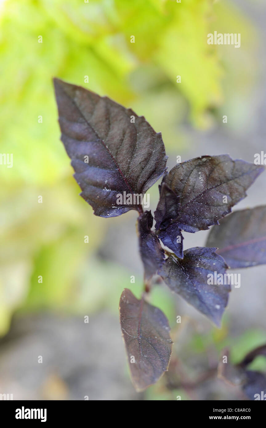 Red basil hi-res stock photography and images - Alamy