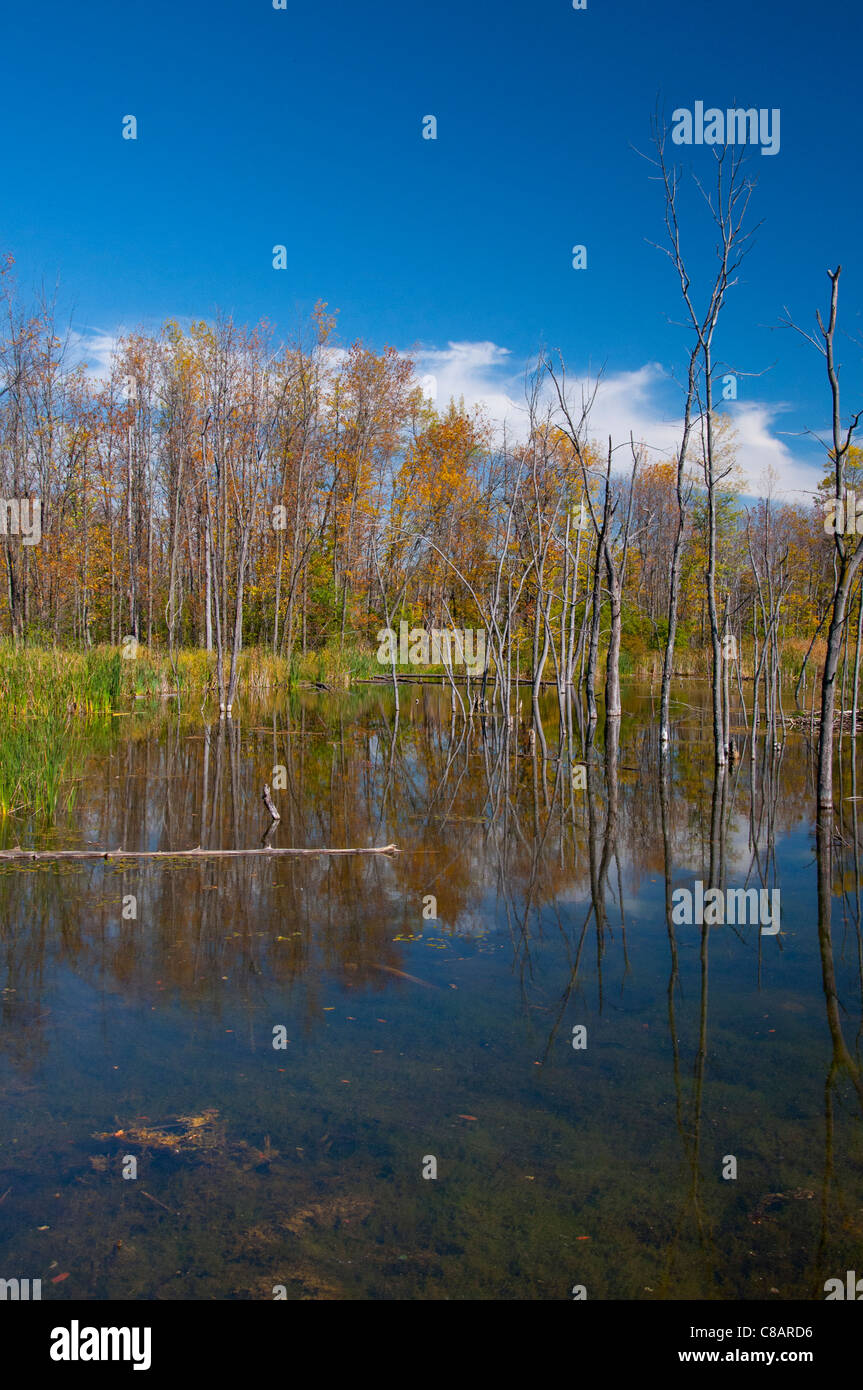 Marsh at Ile Bizard Nature Park Stock Photo - Alamy