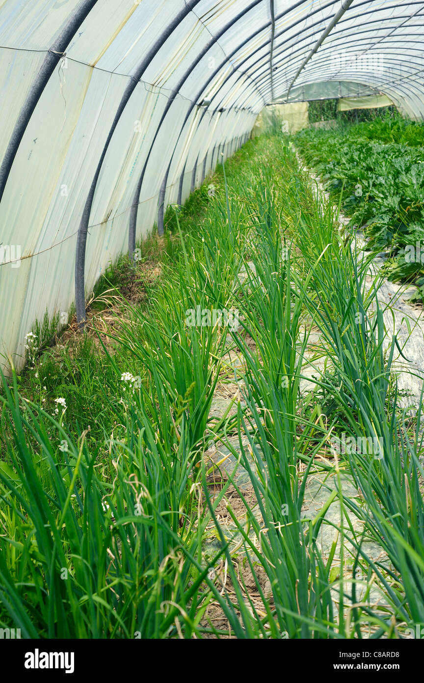 Onions Growing Stock Photos & Onions Growing Stock Images - Alamy