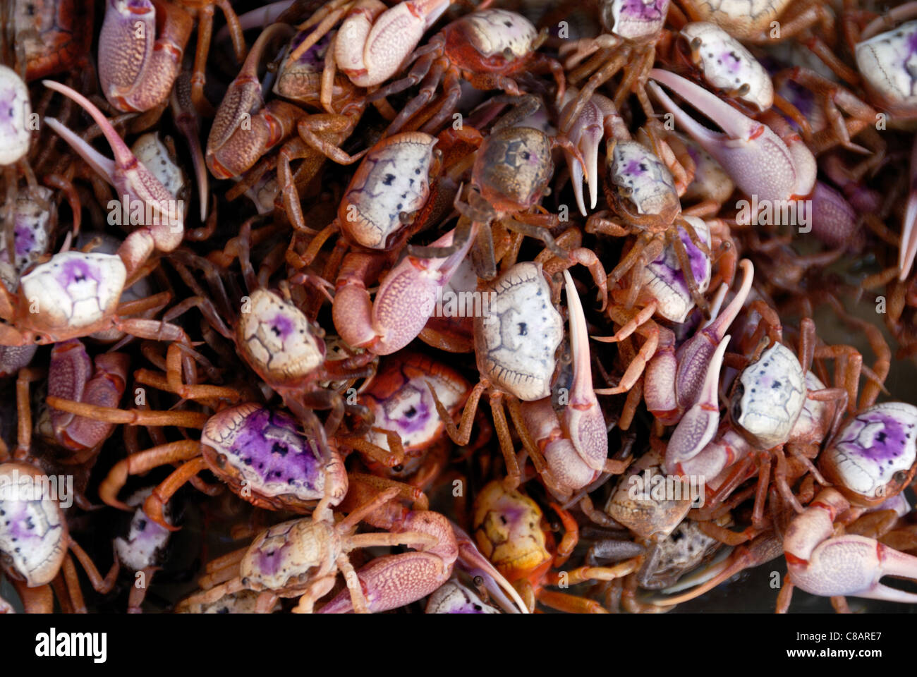 A large number of small crabs (crustaceans Stock Photo - Alamy