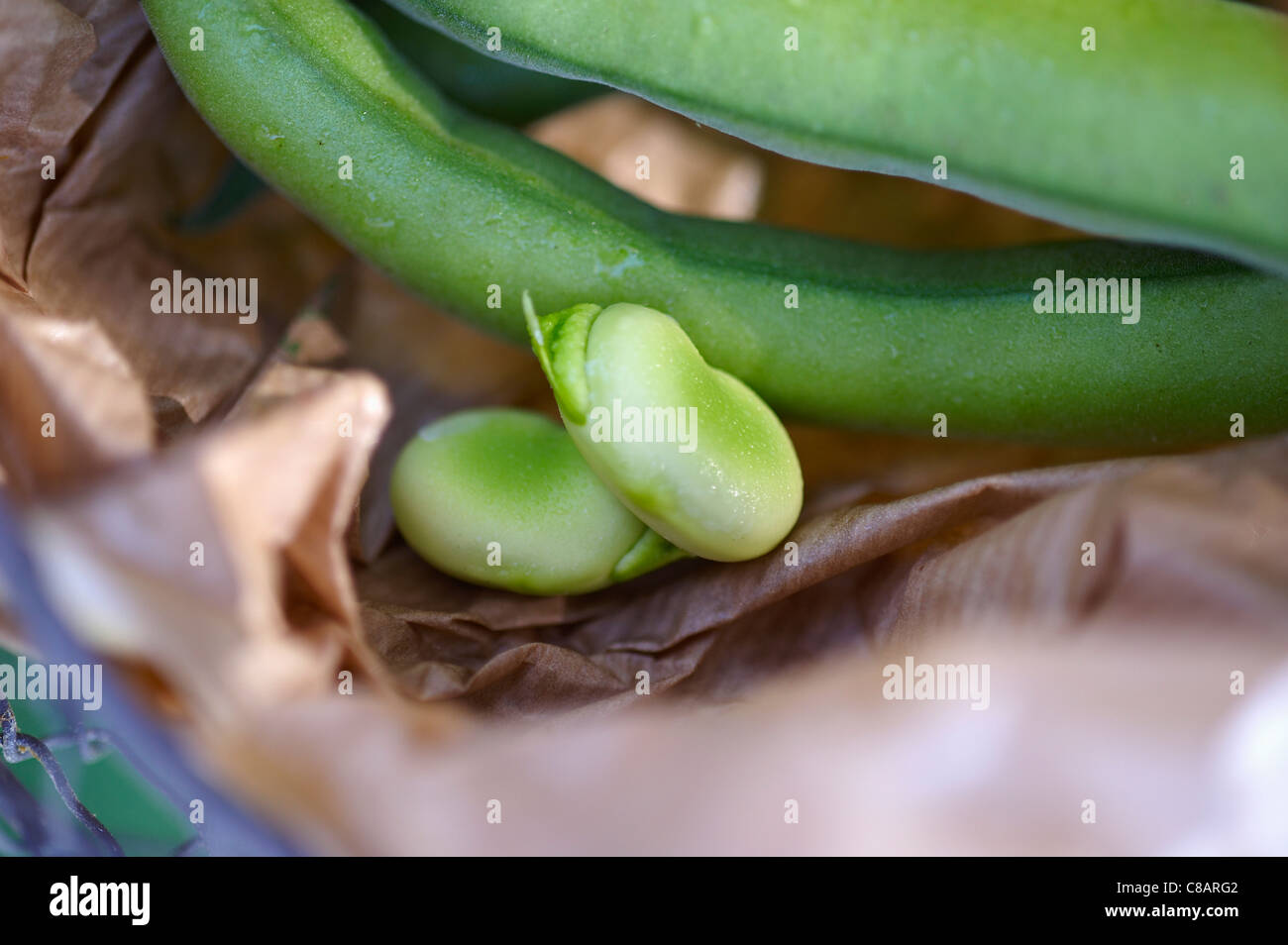 Fresh broad beans Stock Photo - Alamy