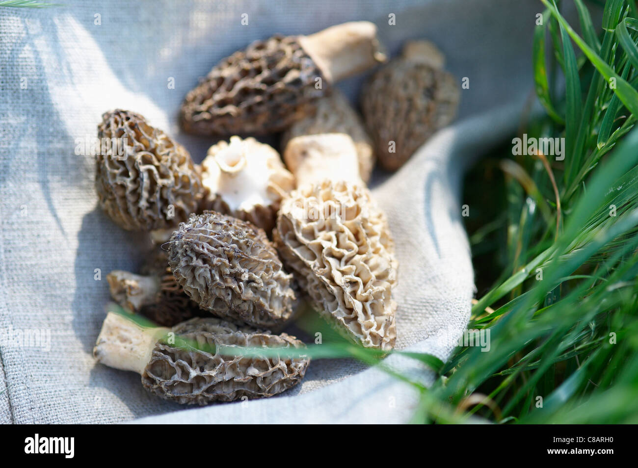 Wild morels hi-res stock photography and images - Alamy