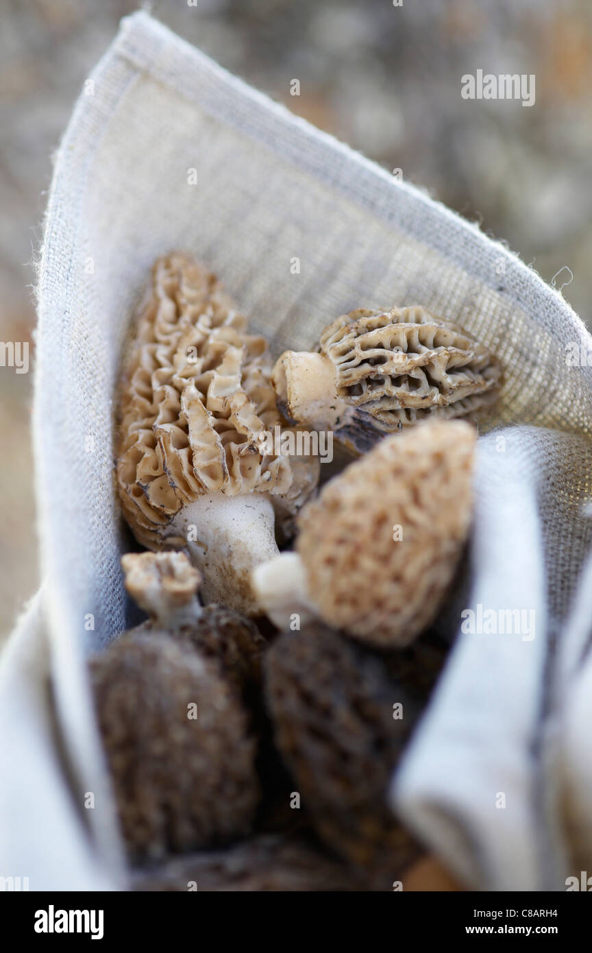 Morel dish hi-res stock photography and images - Alamy