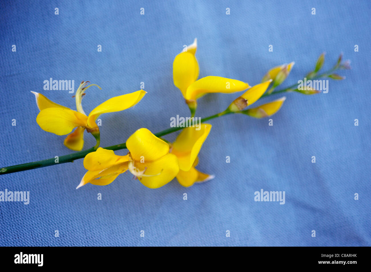 Branch of broom Stock Photo - Alamy
