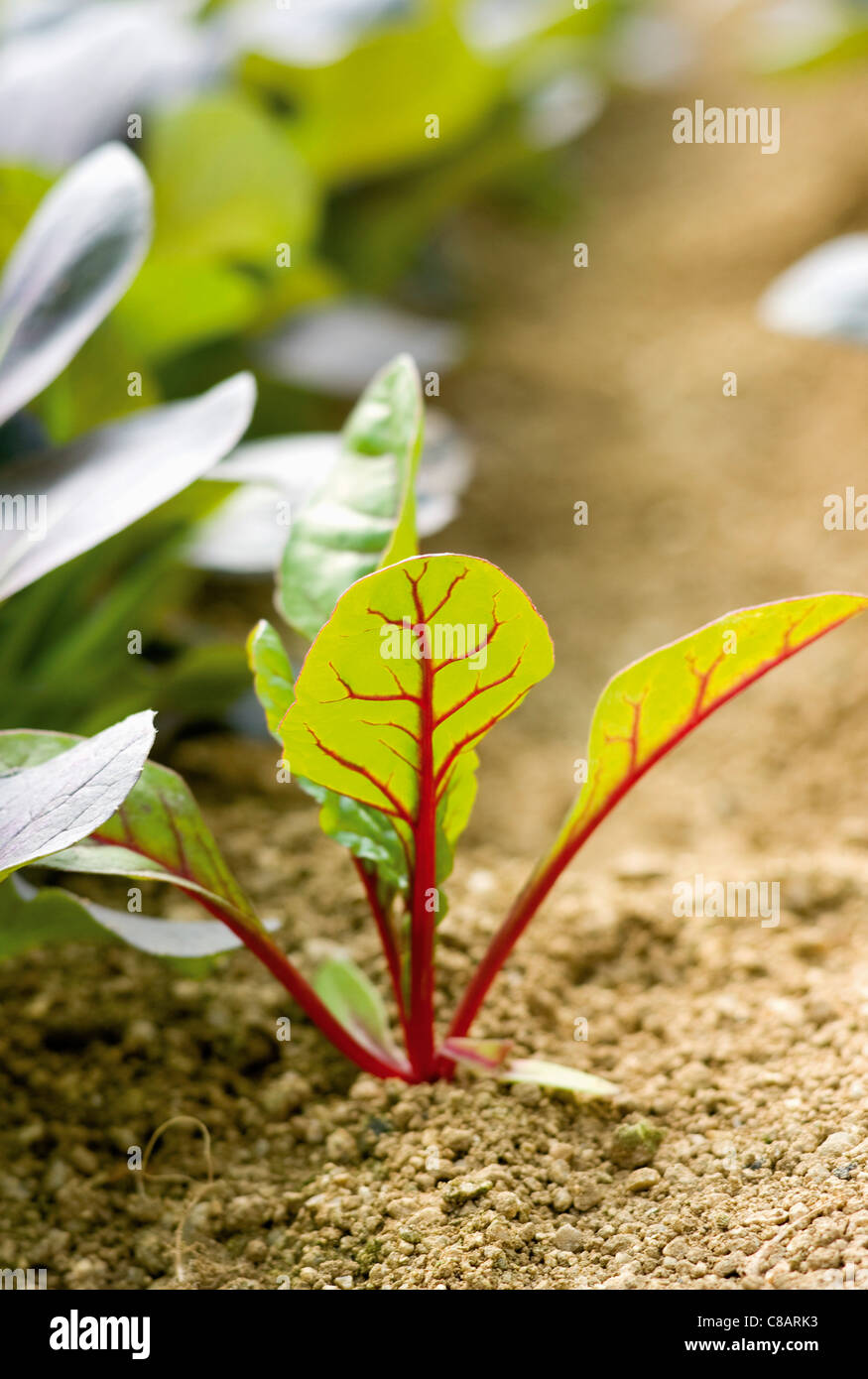 Beetroot plant growing in the vegetable garden Stock Photo - Alamy
