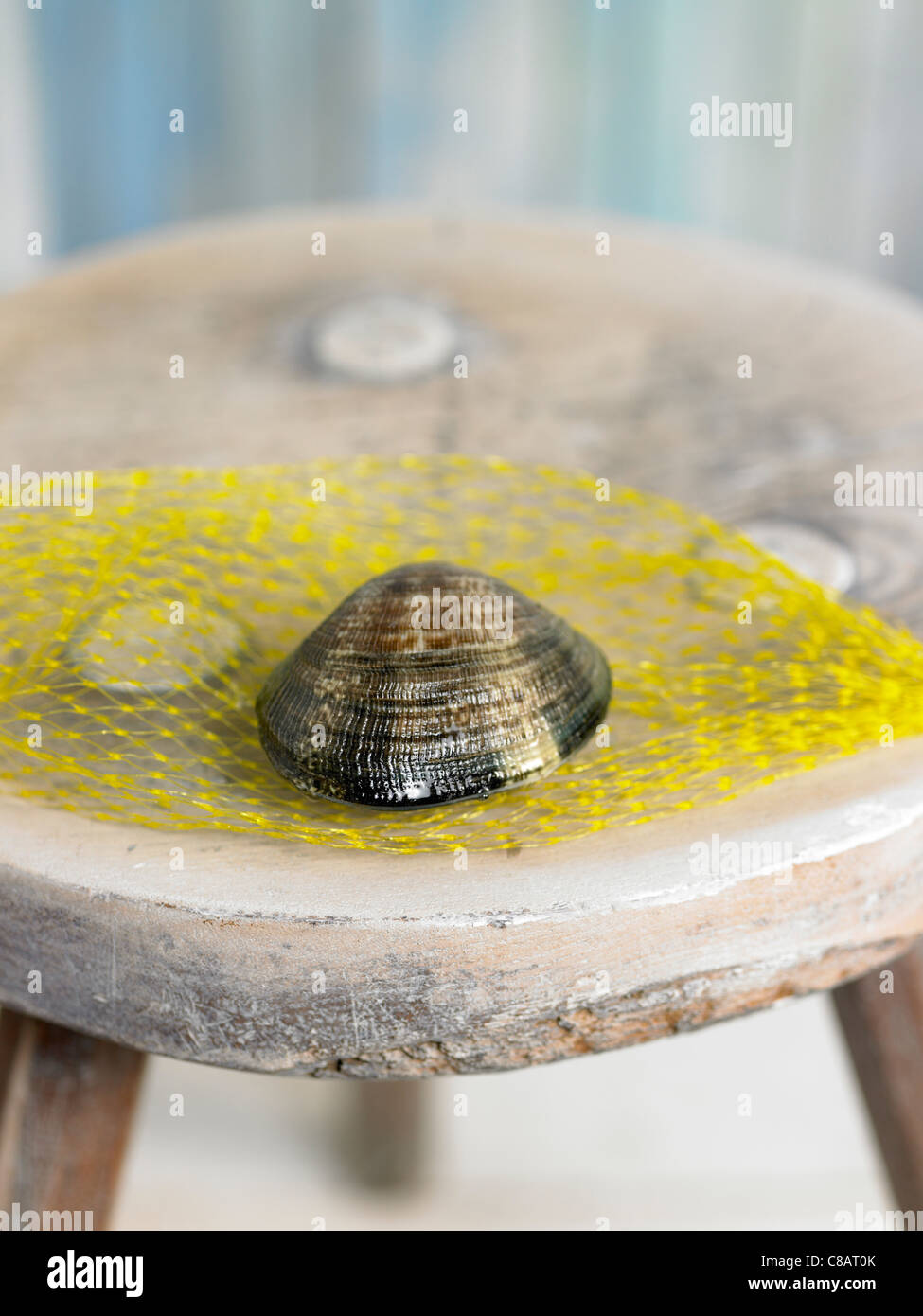 Scottish littleneck clam Stock Photo - Alamy