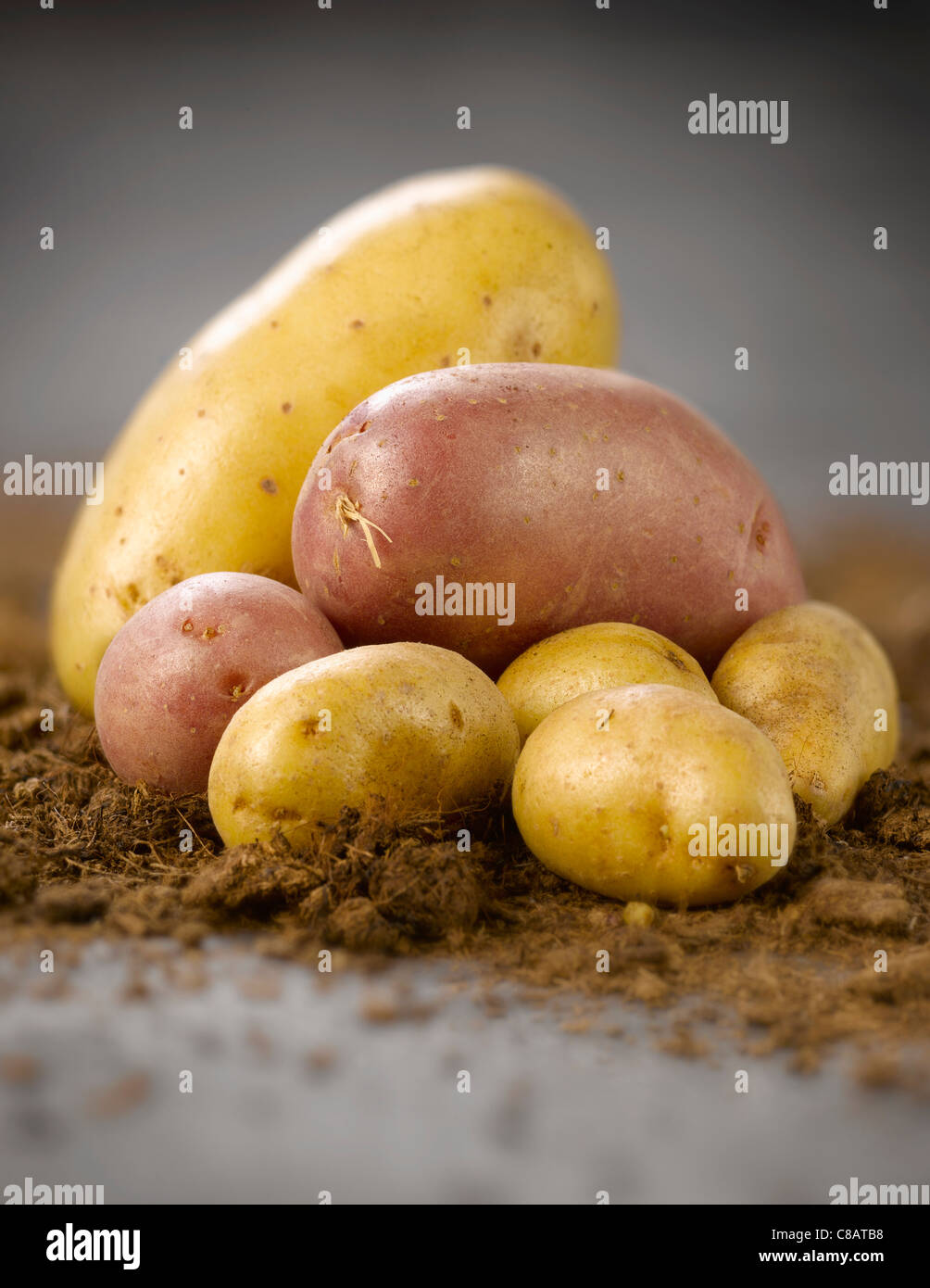 Roseval potatoes hi-res stock photography and images - Alamy