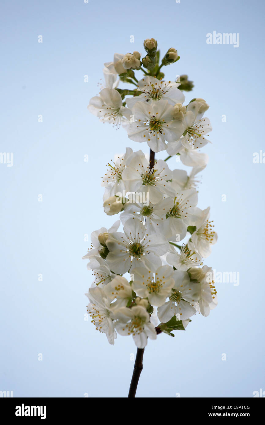 Cherry sprig hi-res stock photography and images - Alamy