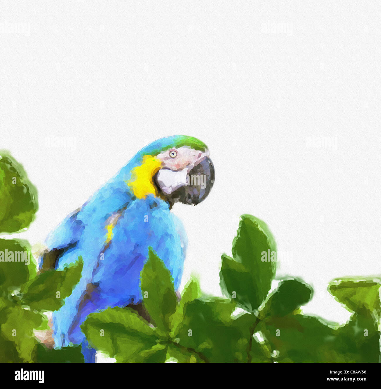 Parrot Painting Famous