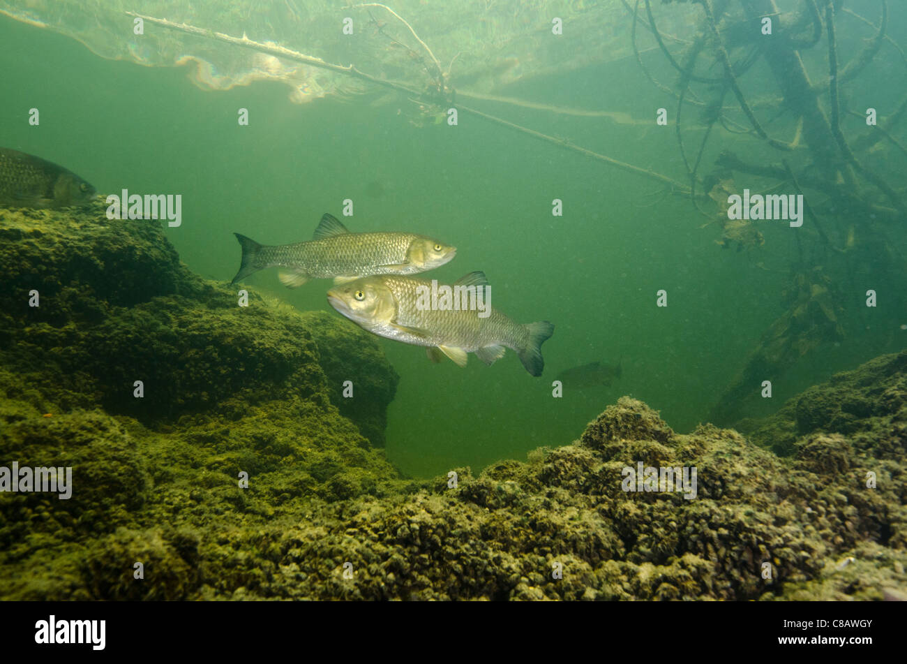 Traun river, Salzburg, Austria Stock Photo - Alamy