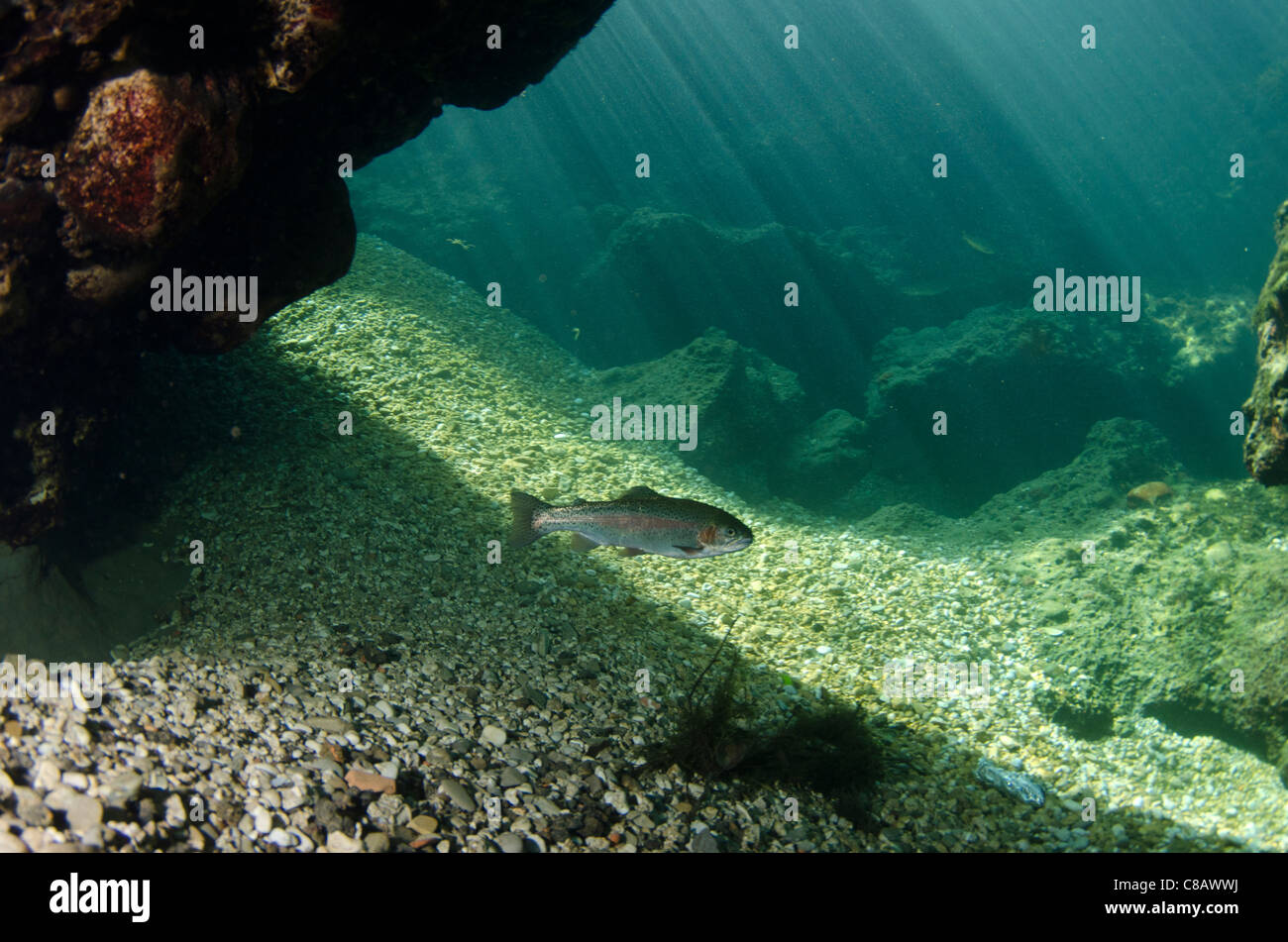 Trout in Traunfall, Traun river, Salzburg, Austria Stock Photo - Alamy
