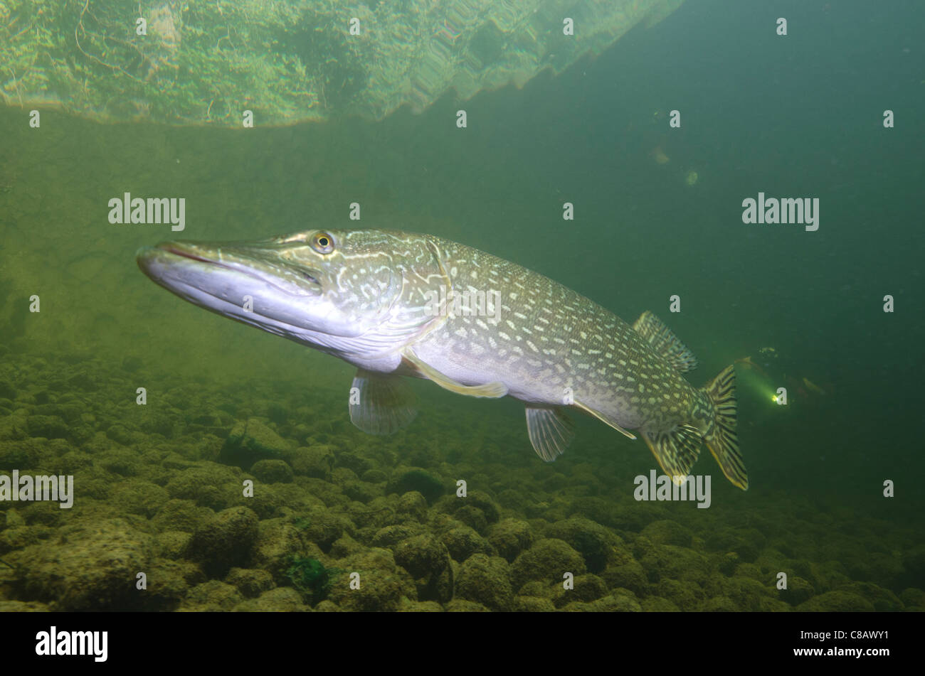 Pike in Traun river, Salzburg, Austria Stock Photo - Alamy