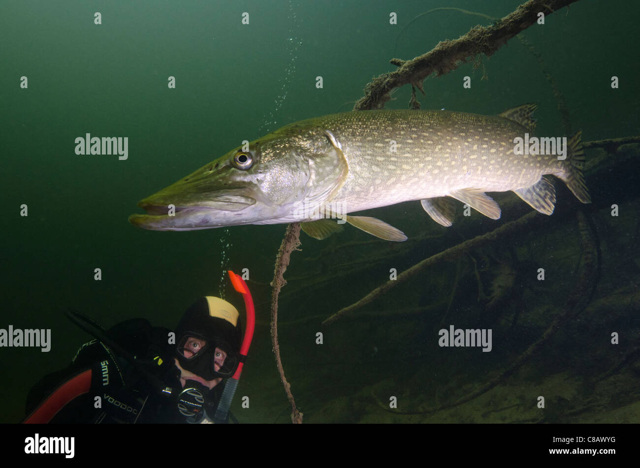 Pike in Traun river, Salzburg, Austria Stock Photo - Alamy