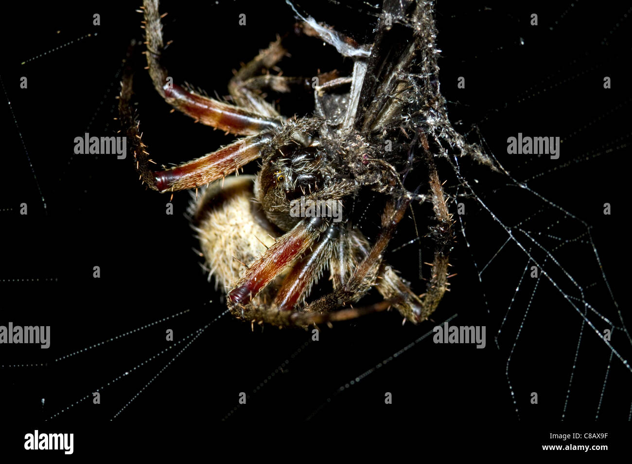 Large Orb Weaver Spider Macro Stock Photo - Alamy