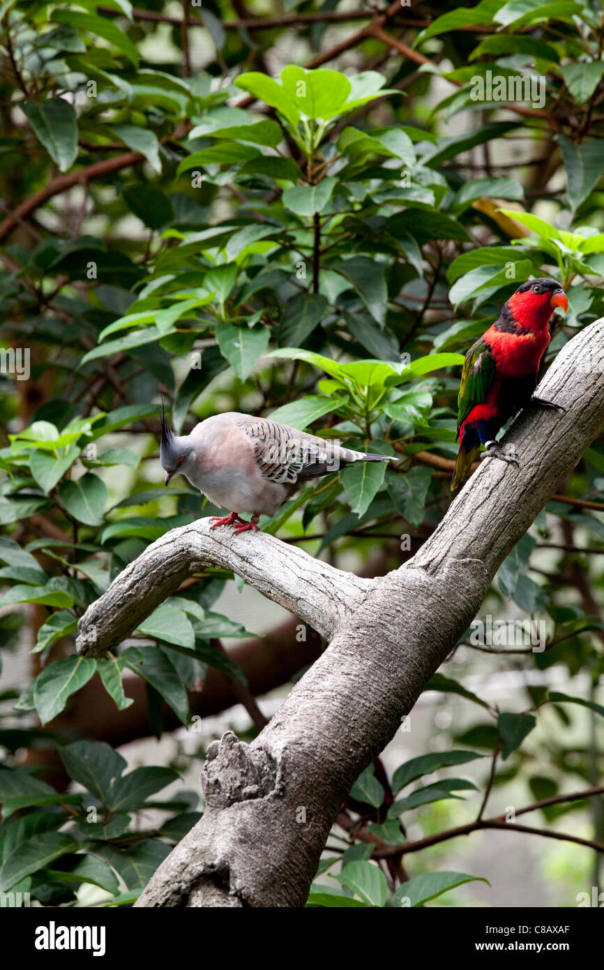 Alexandrine Parakeet (Psittacula eupatria) and Nicobar Pigeon (Caloenas ...