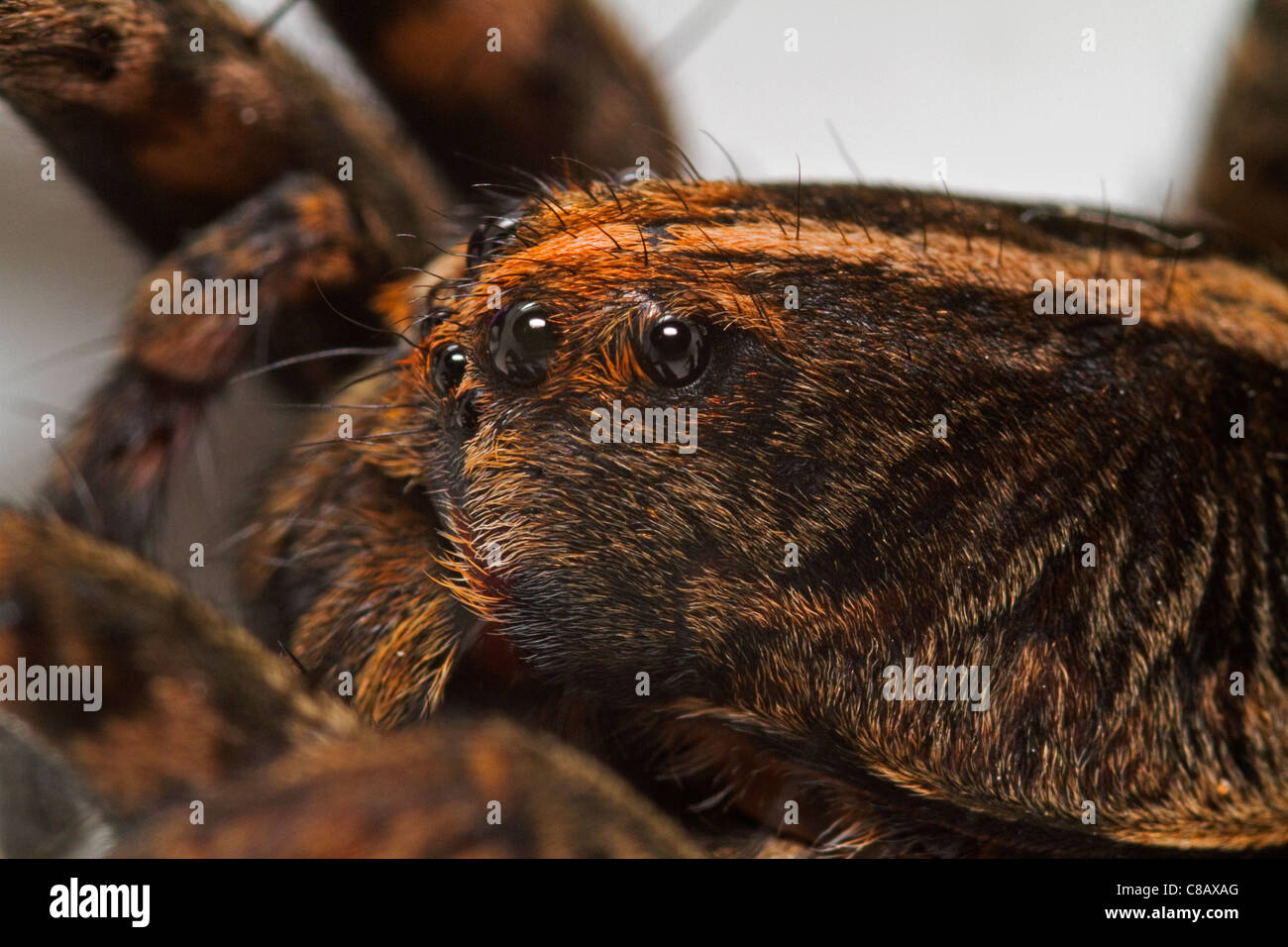 Close up of Wolf Spider's Eyes Stock Photo - Alamy