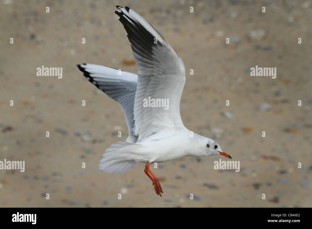 Safer food hi-res stock photography and images - Alamy
