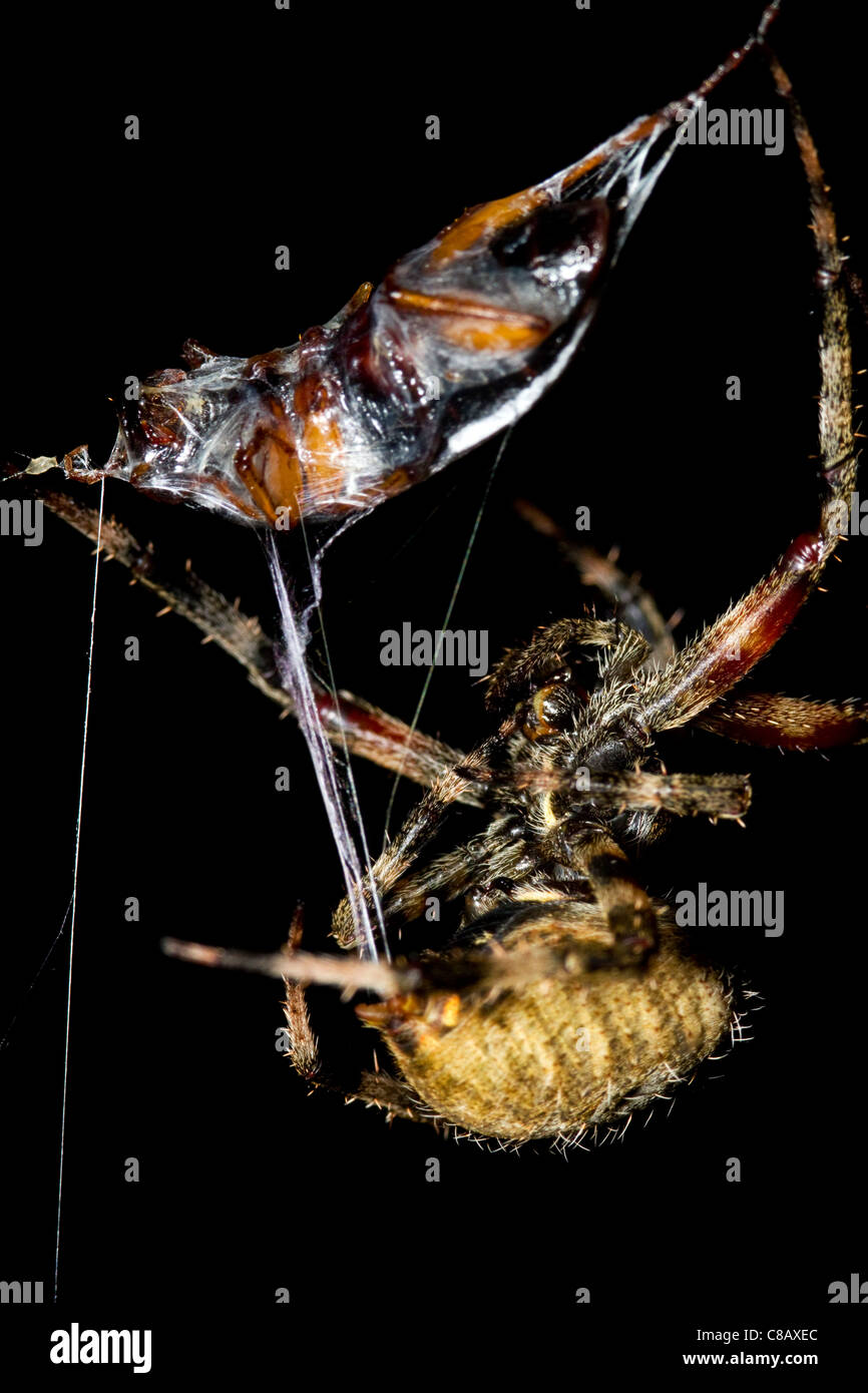 Orb Weaver Spider wrapping up prey Stock Photo - Alamy