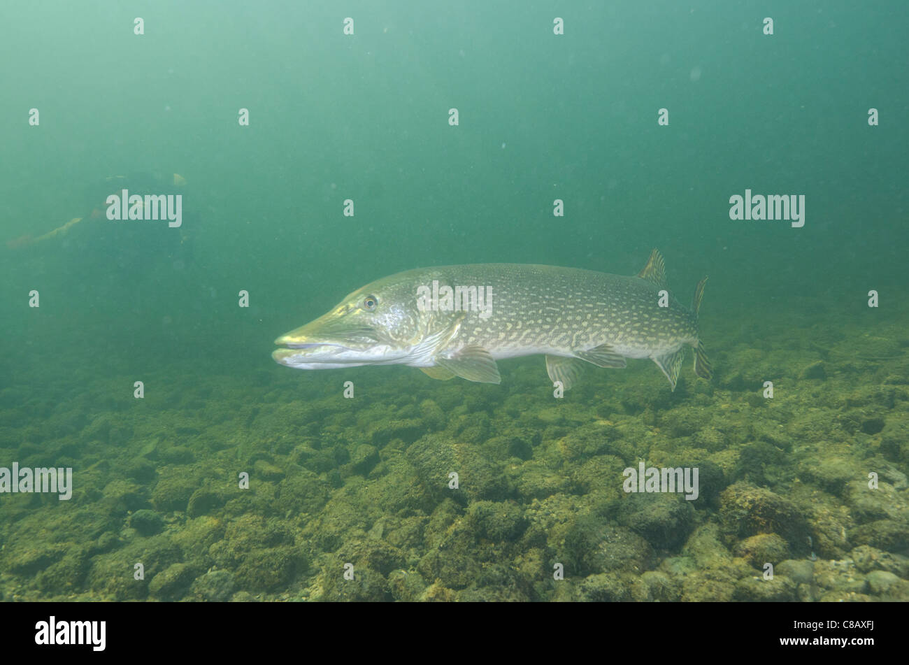 Pike in Traun river, Salzburg, Austria Stock Photo - Alamy