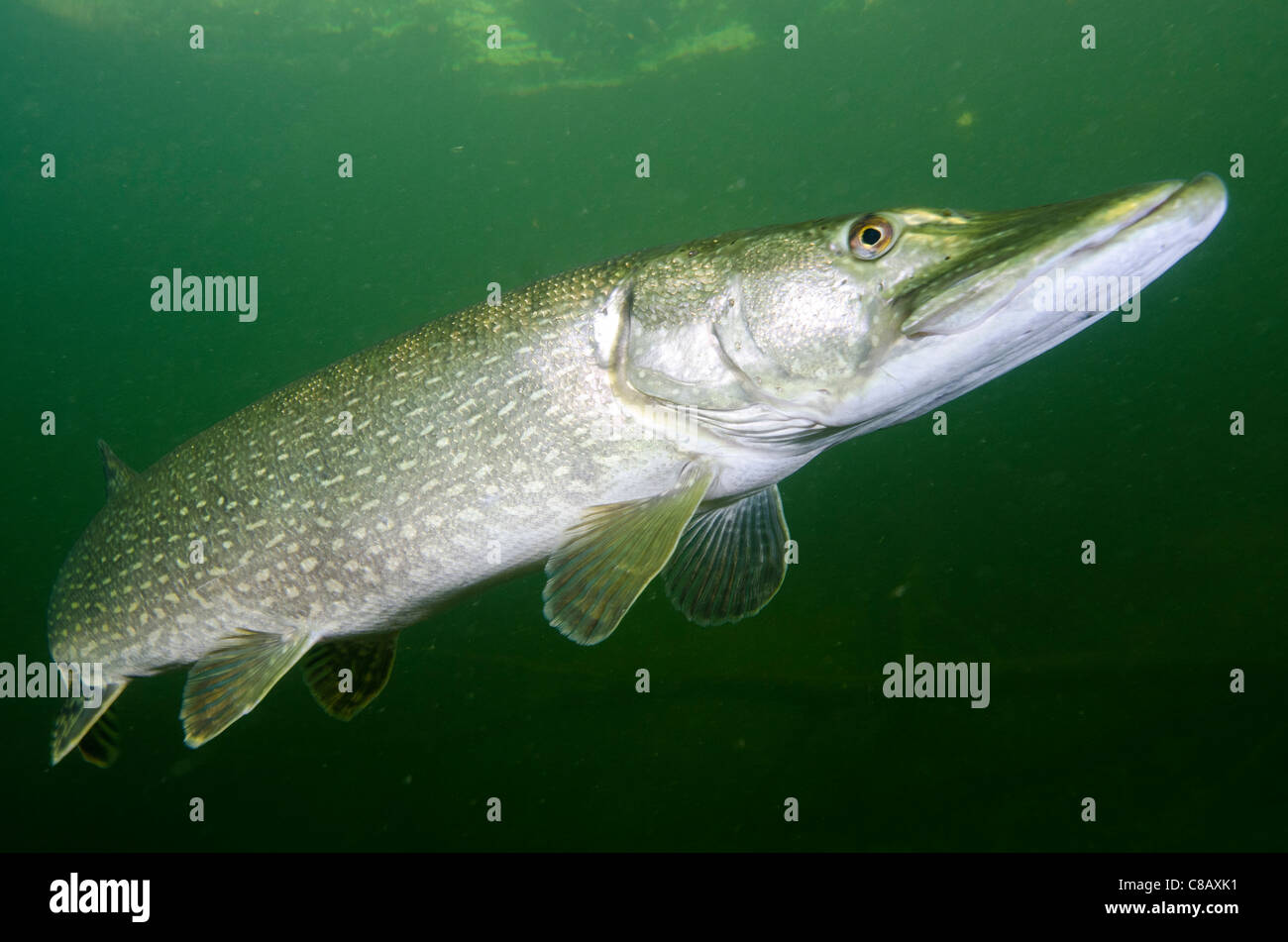 Pike in Traun river, Salzburg, Austria Stock Photo - Alamy