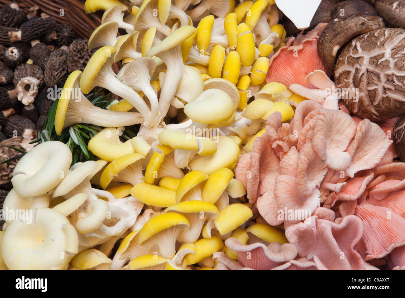 Mushrooms display variety selection hi-res stock photography and images ...