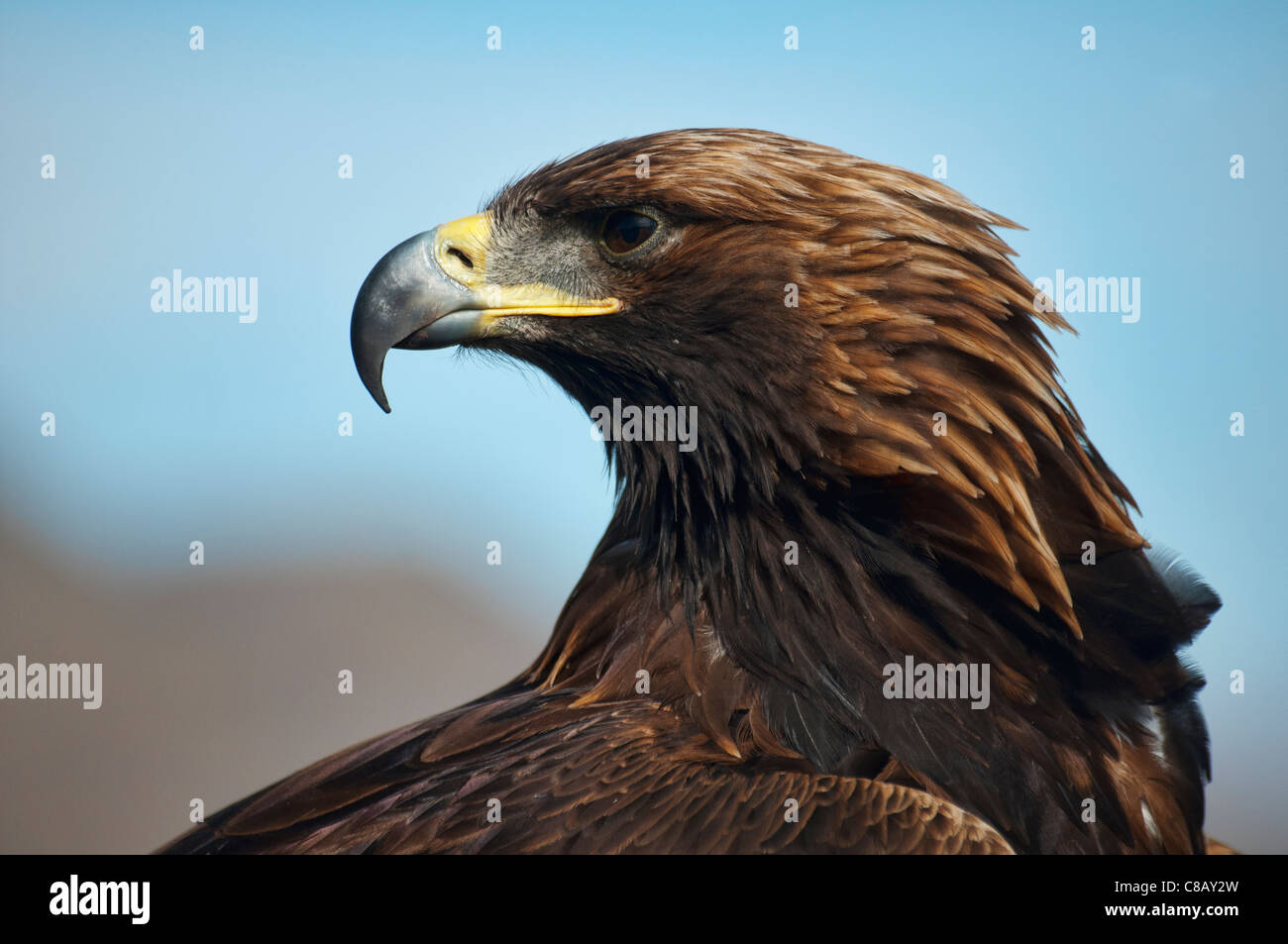 A Kazakh eagle hunter's golden eagle in the Altai Region of Bayan-Ölgii ...