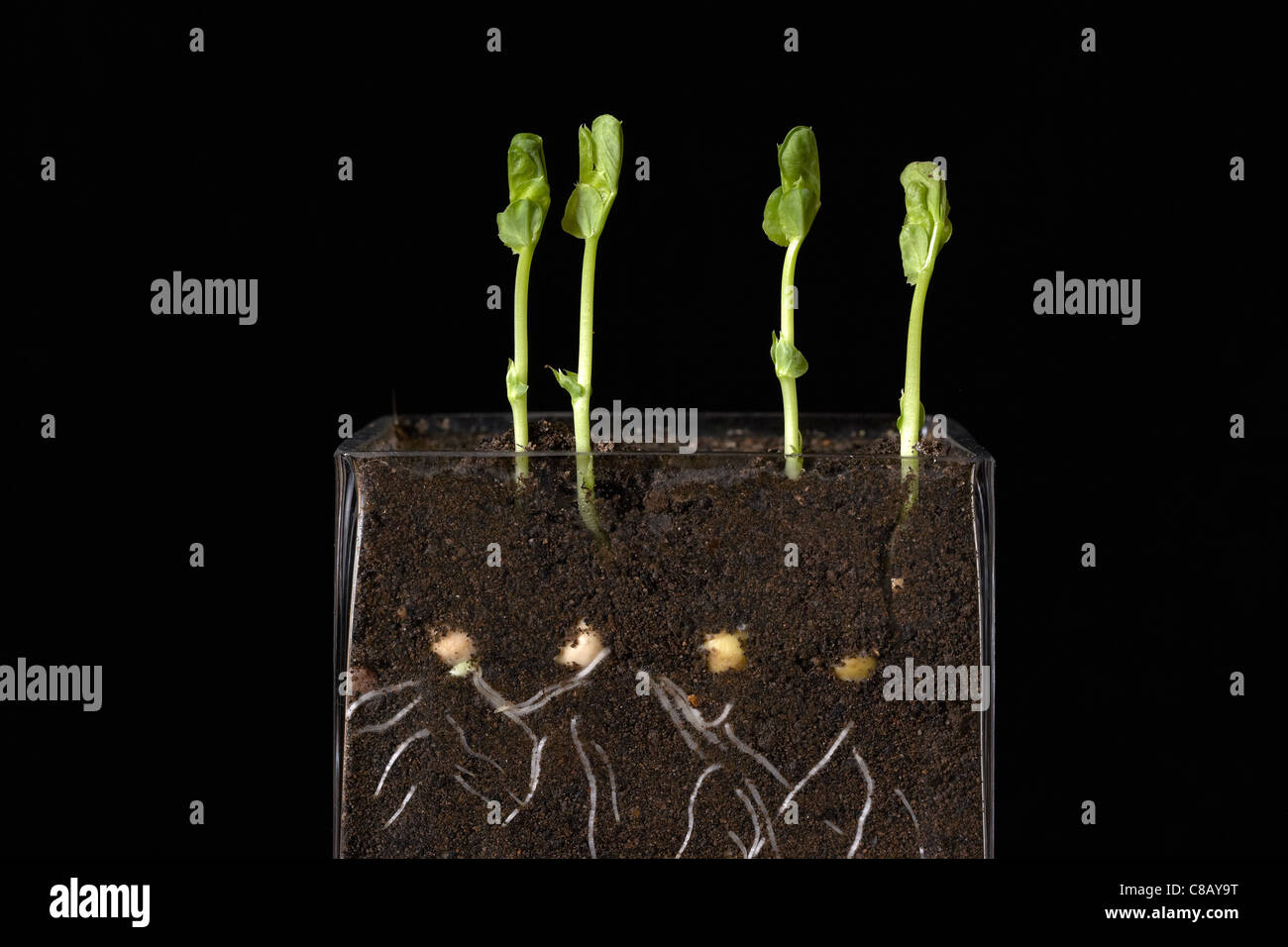 Sweet Peas (Lathyrus odoratus), shoots and roots on a black background ...