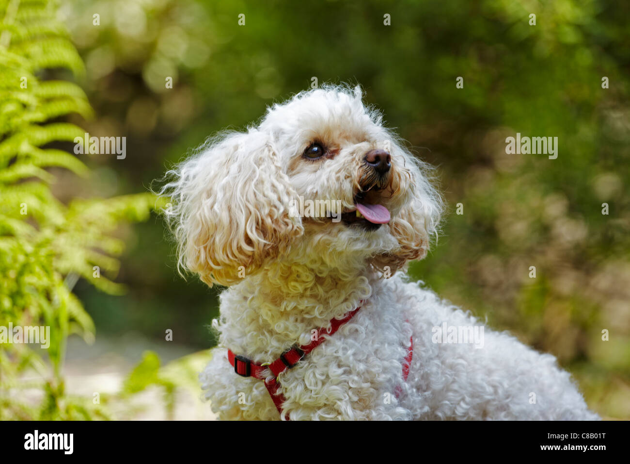 Are There Poodles In The Uk