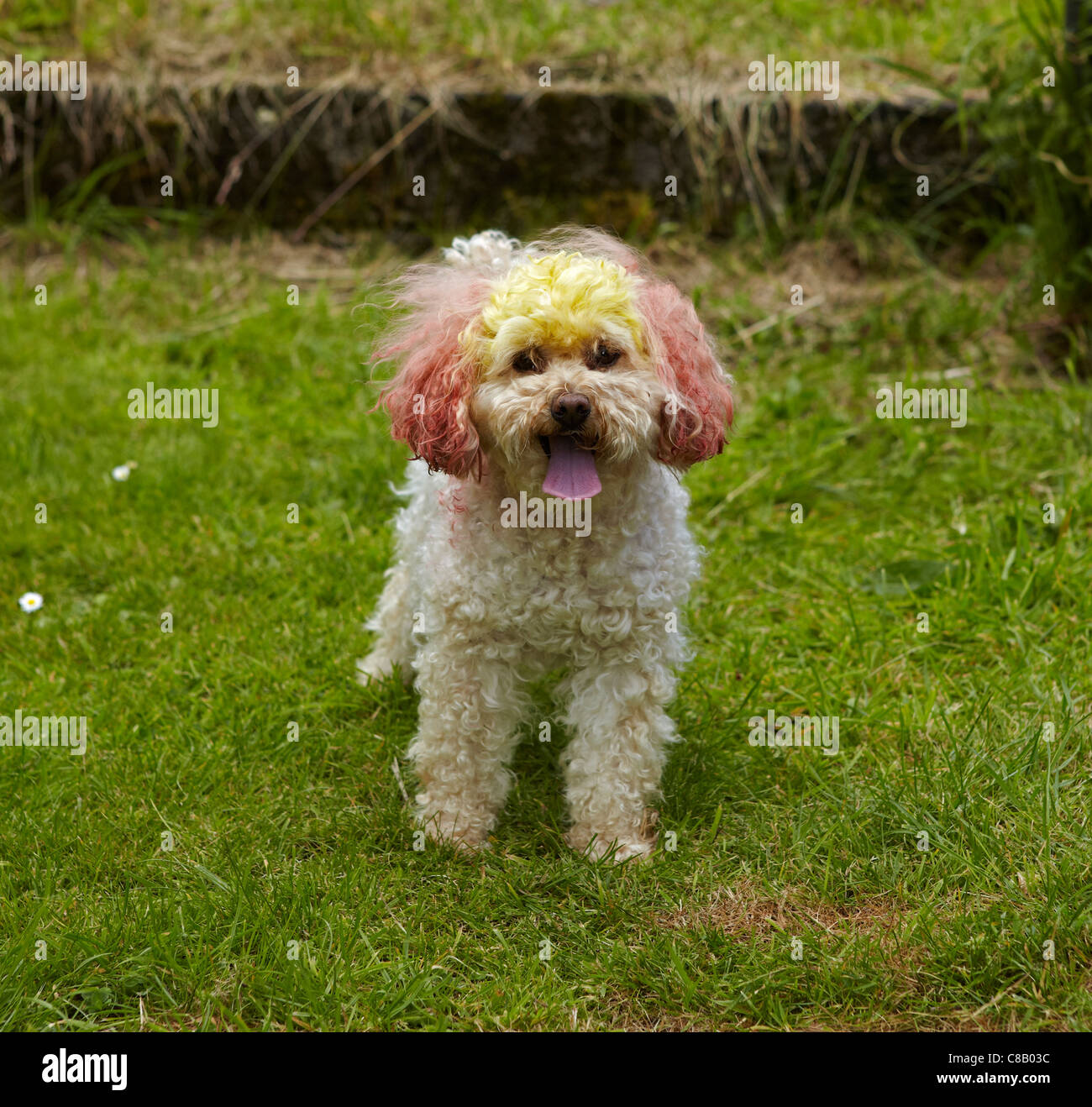 Dyed Poodle High Resolution Stock Photography and Images - Alamy