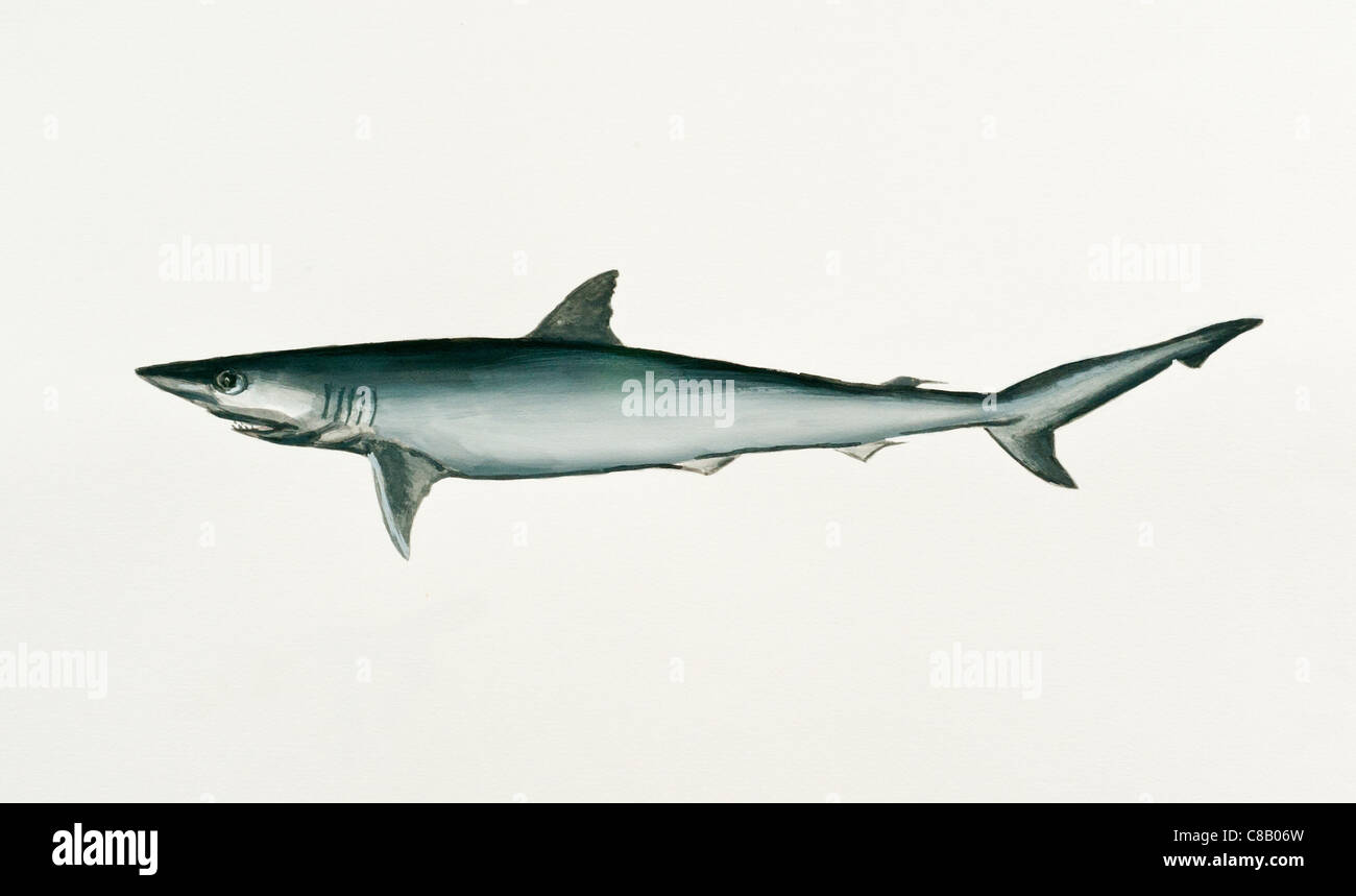Sliteye shark hi-res stock photography and images - Alamy