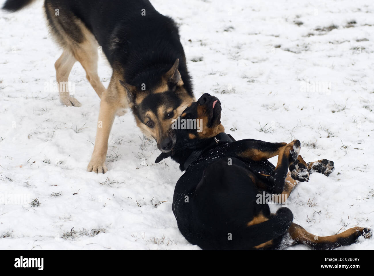 two dogs playing in the snow one is standing while the other one is ...