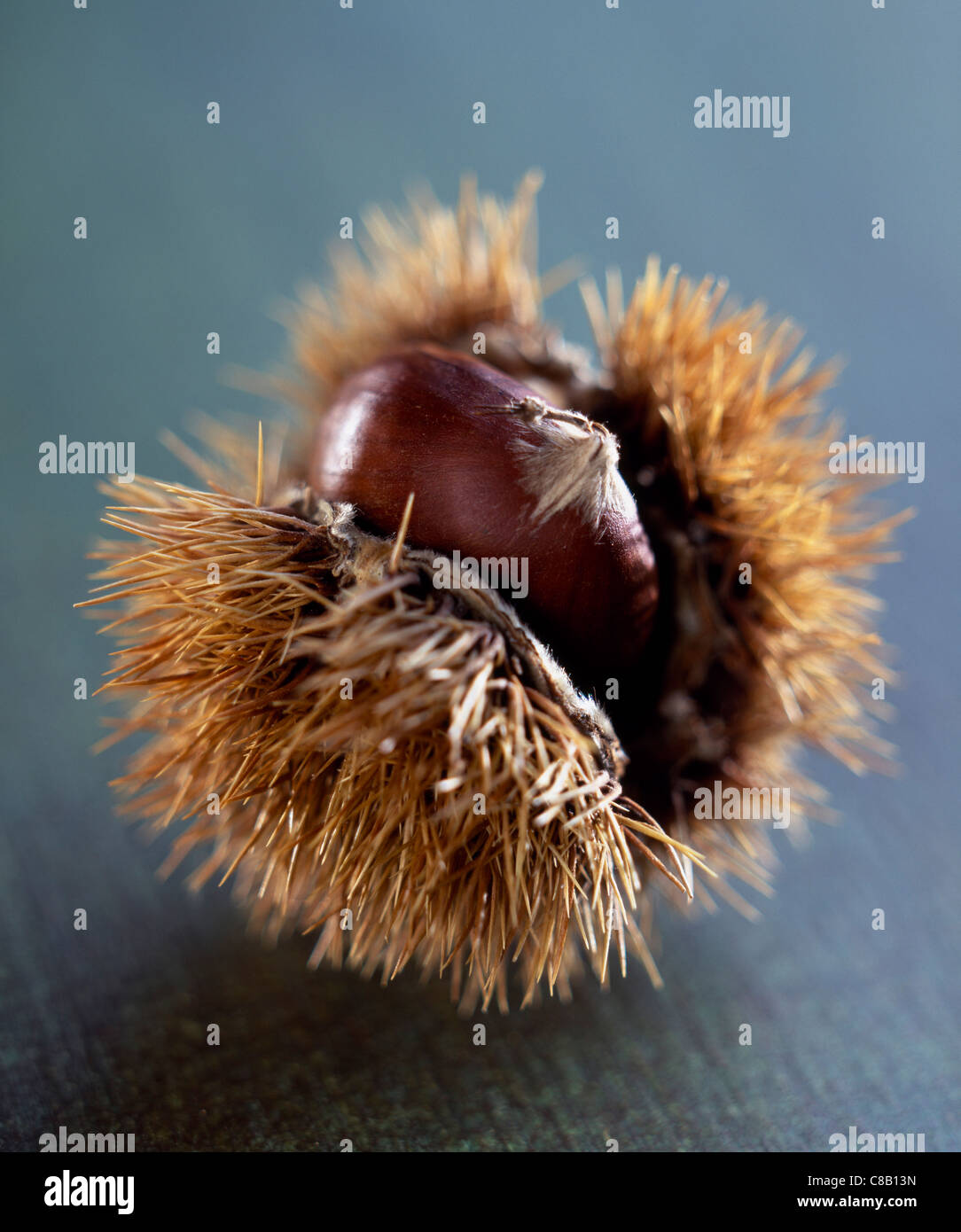 Chestnut bur hi-res stock photography and images - Alamy