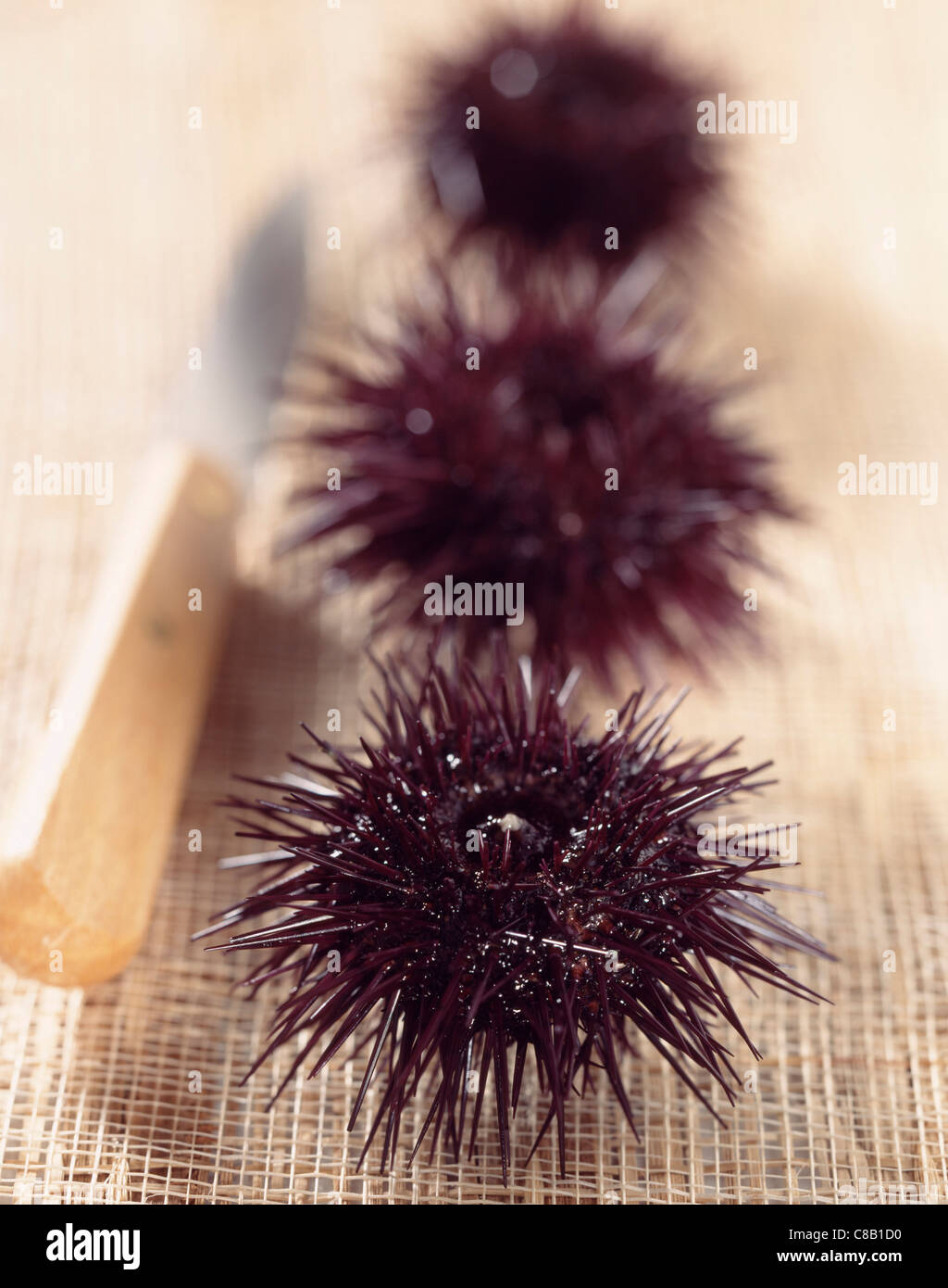 Three sea urchins hi-res stock photography and images - Alamy