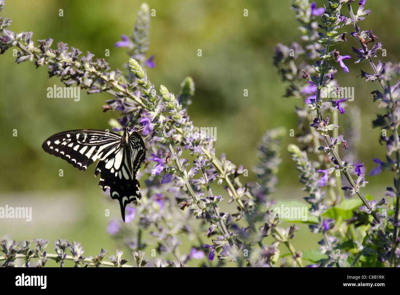 Xuthus Swallowtail High Resolution Stock Photography and Images - Alamy