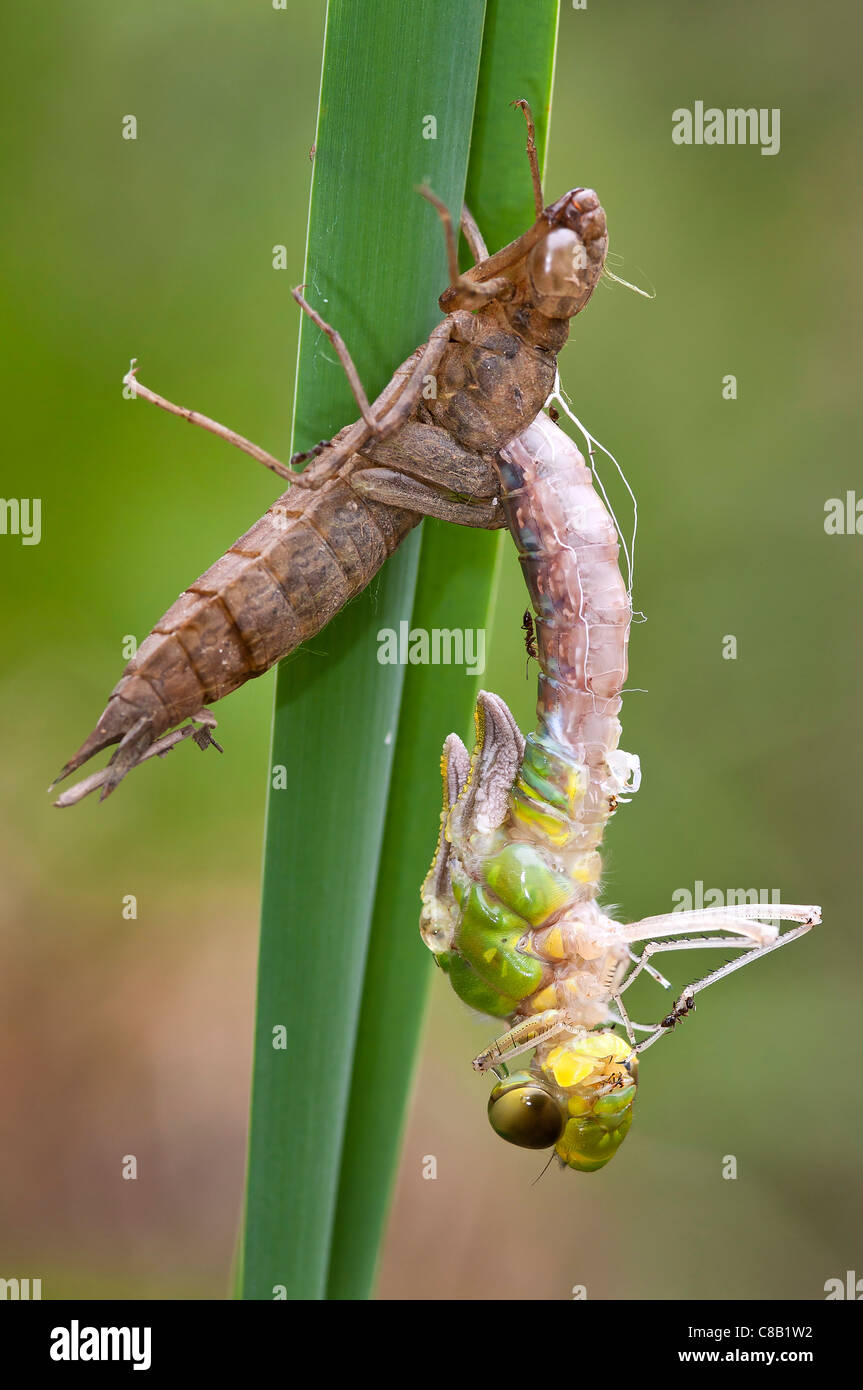 Anax imperator, Male emerging atacked by ants, Sintra-Portugal Stock ...
