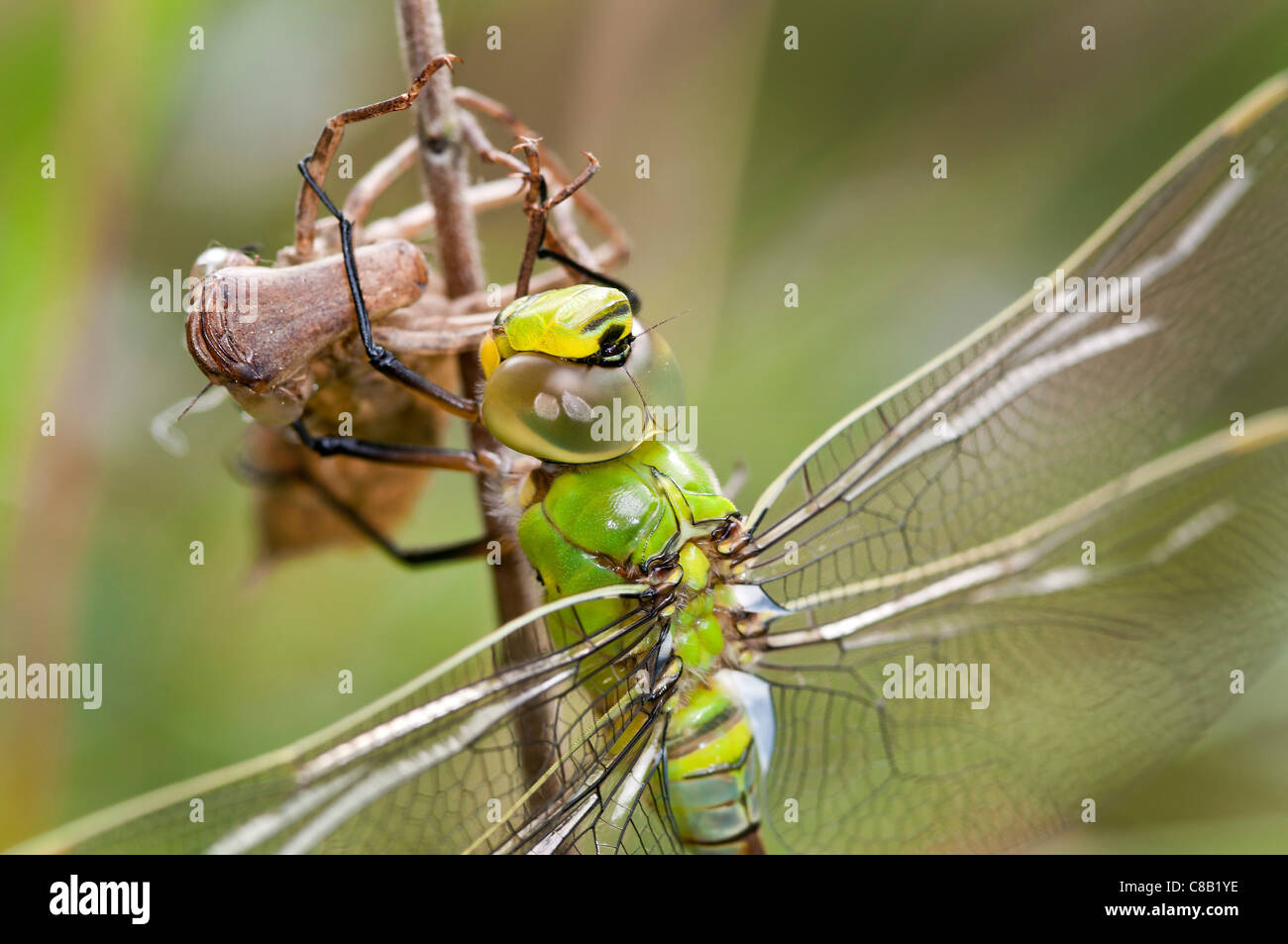 Anax imperator, Male emerging, Sintra-Portugal Stock Photo - Alamy