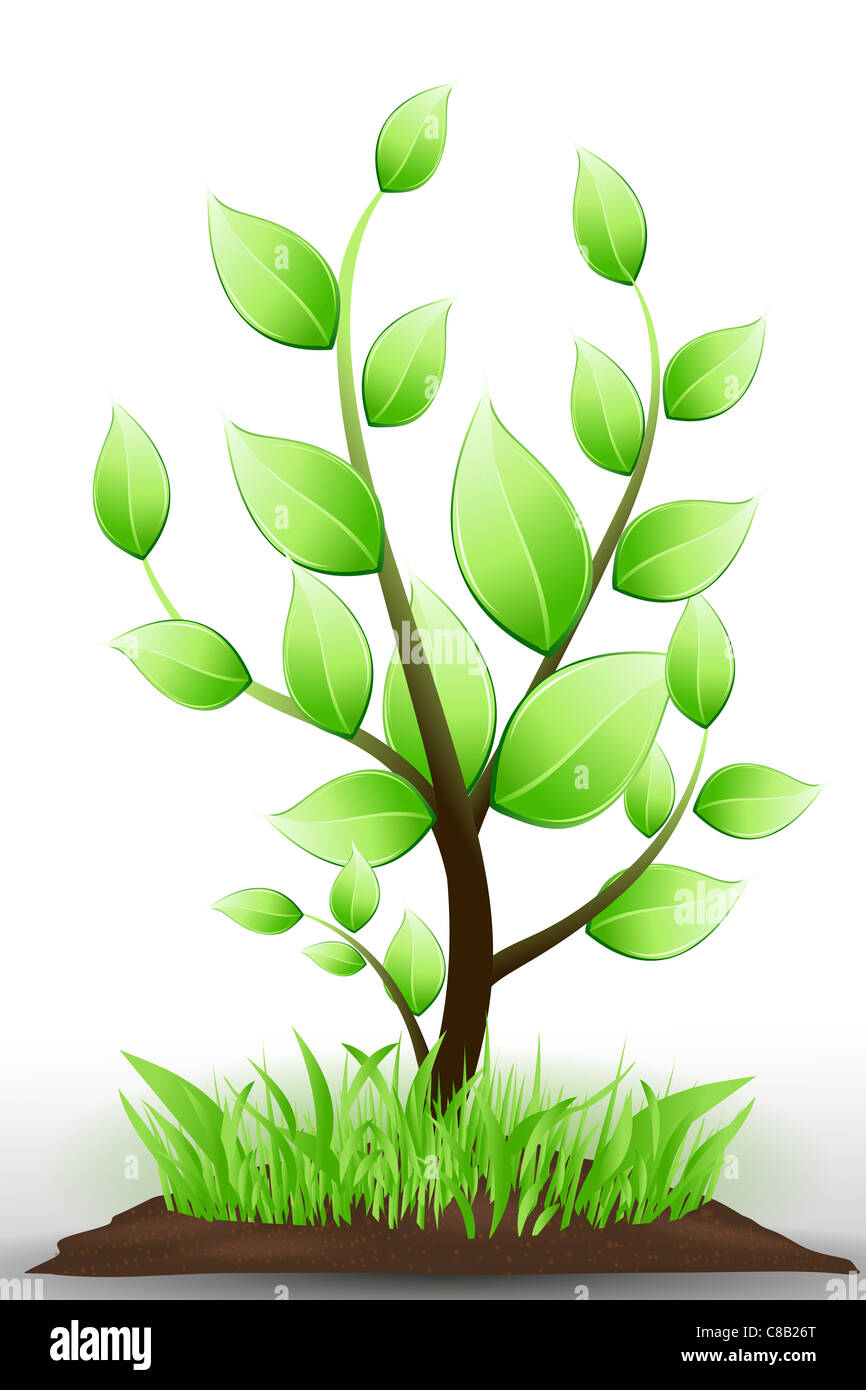 illustration of natural tree on white background Stock Photo - Alamy