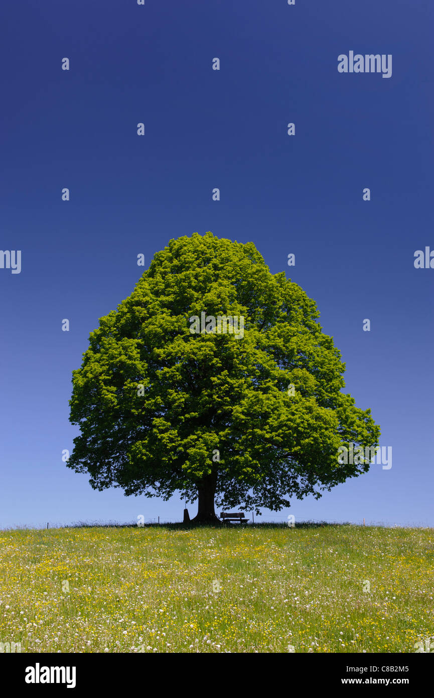 single beech tree at springtime summer in bavaria, germany Stock Photo ...
