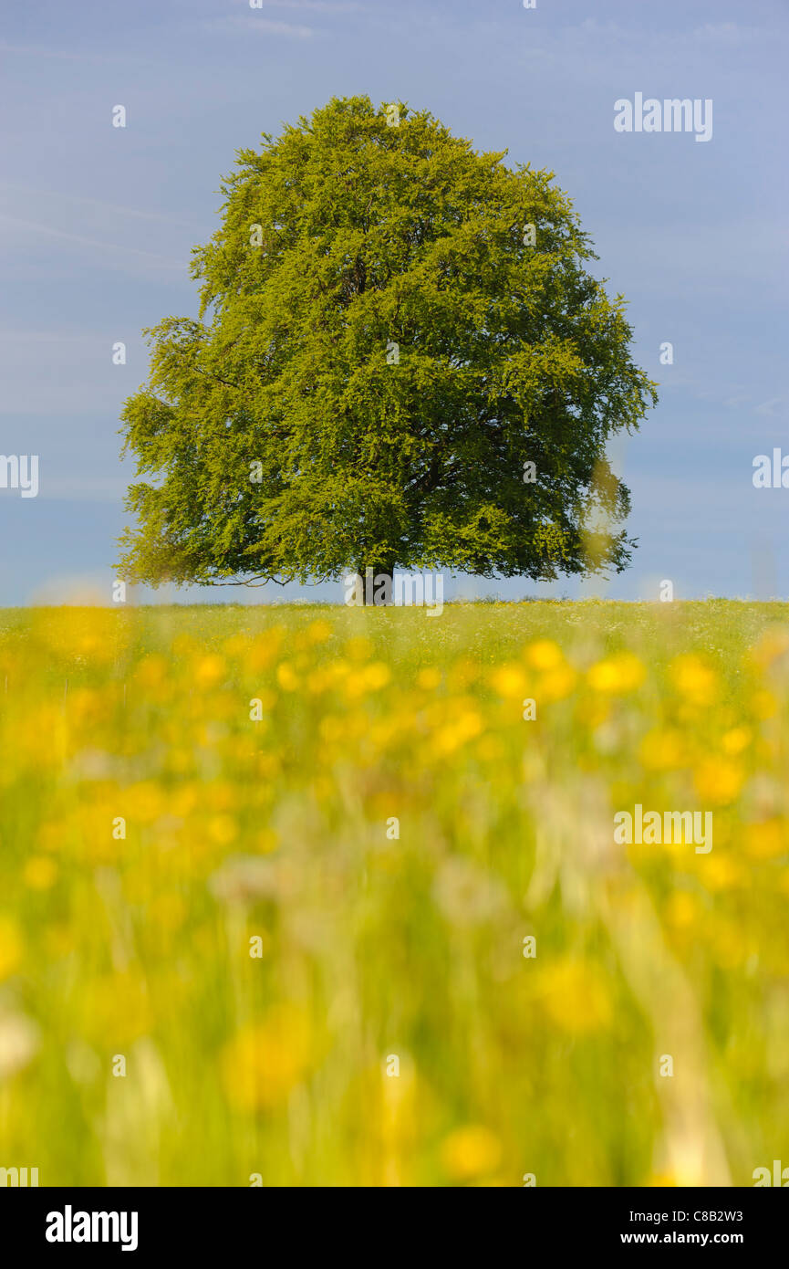 single linden tree at springtime summer in bavaria, germany Stock Photo ...