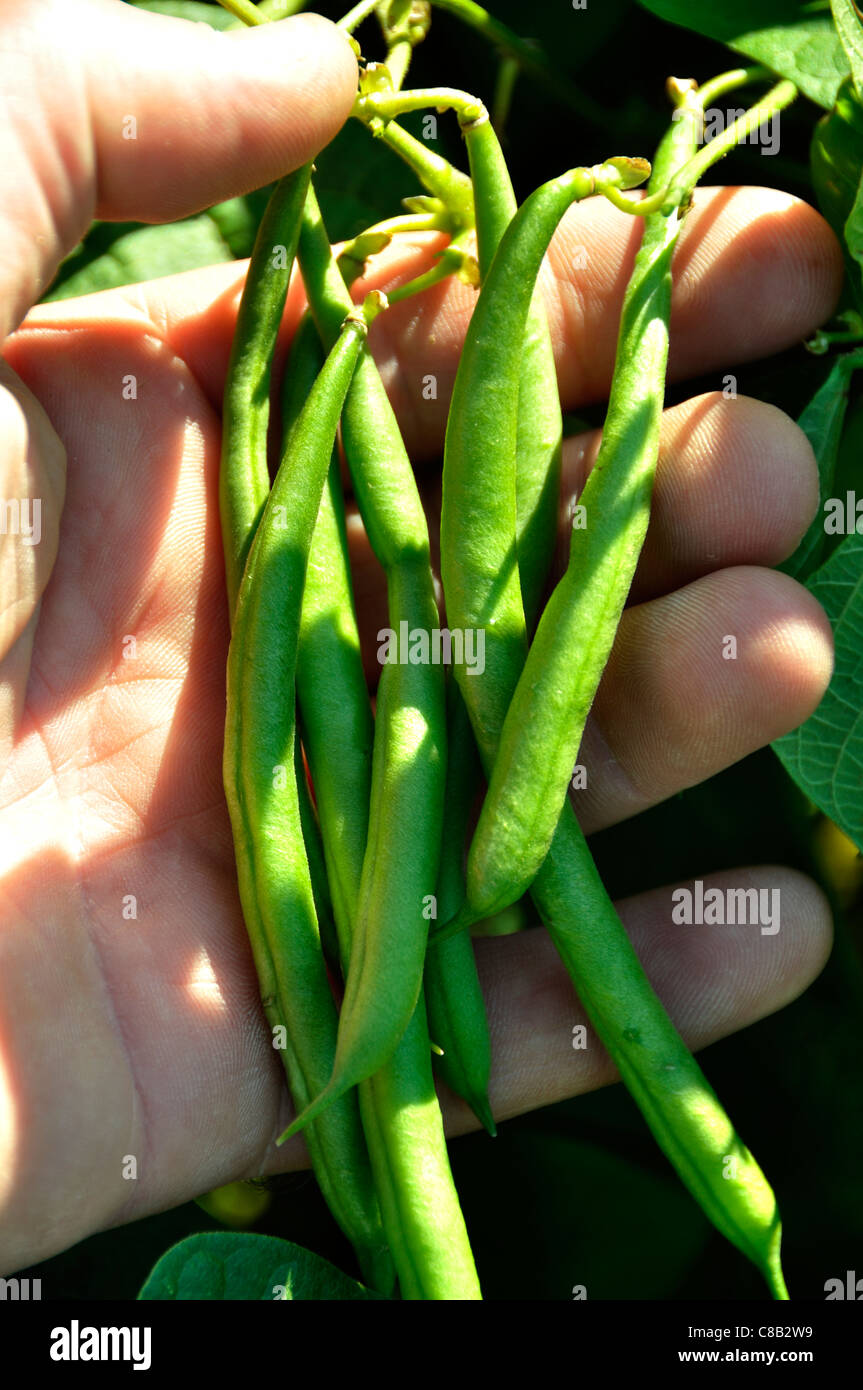 Fresh green beans (Phaseolus vulgaris) in hand ready for harvesting ...